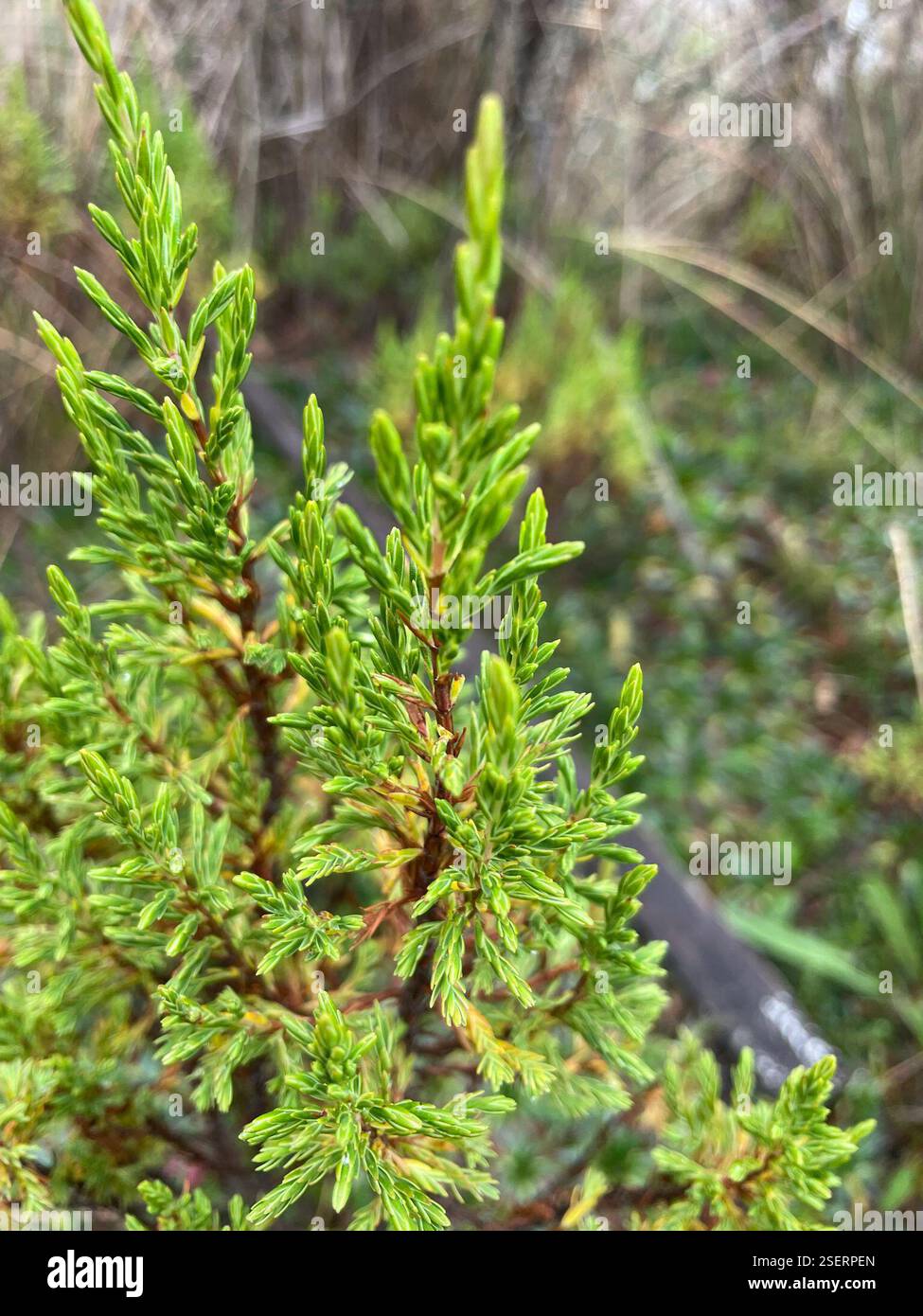 St. John's worts (Hypericum), Plantae, Herveo, Los Nevados, CO-TO, CO ...