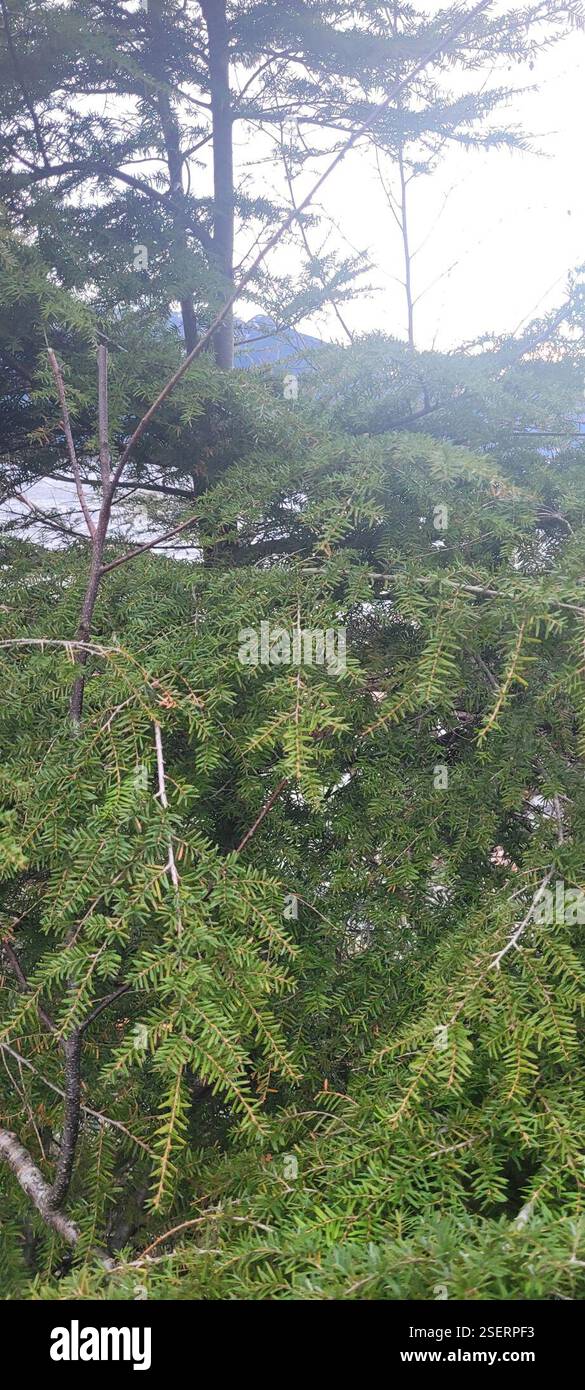 western hemlock (Tsuga heterophylla), Plantae, Furry Creek, BC V0N 3Z0 ...