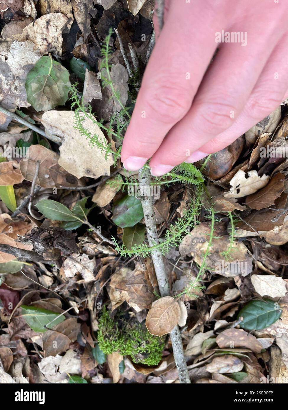common yarrow (Achillea millefolium), Plantae, Rancho San Antonio ...