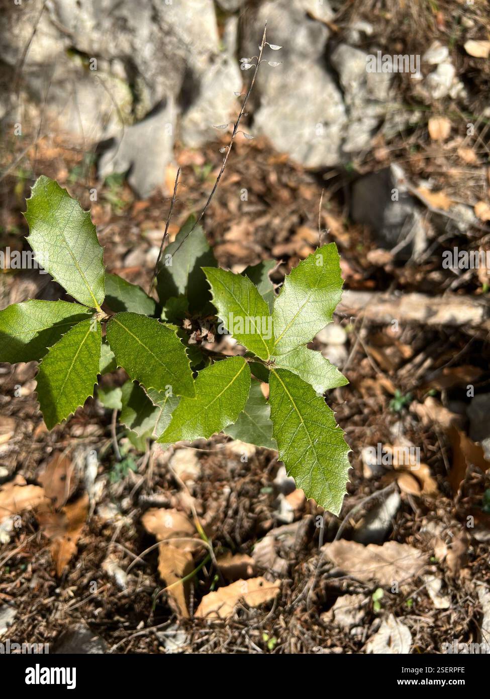 Macedonian Oak (Quercus trojana), Plantae, Ulica Nikole Šopa, Ljubuški ...