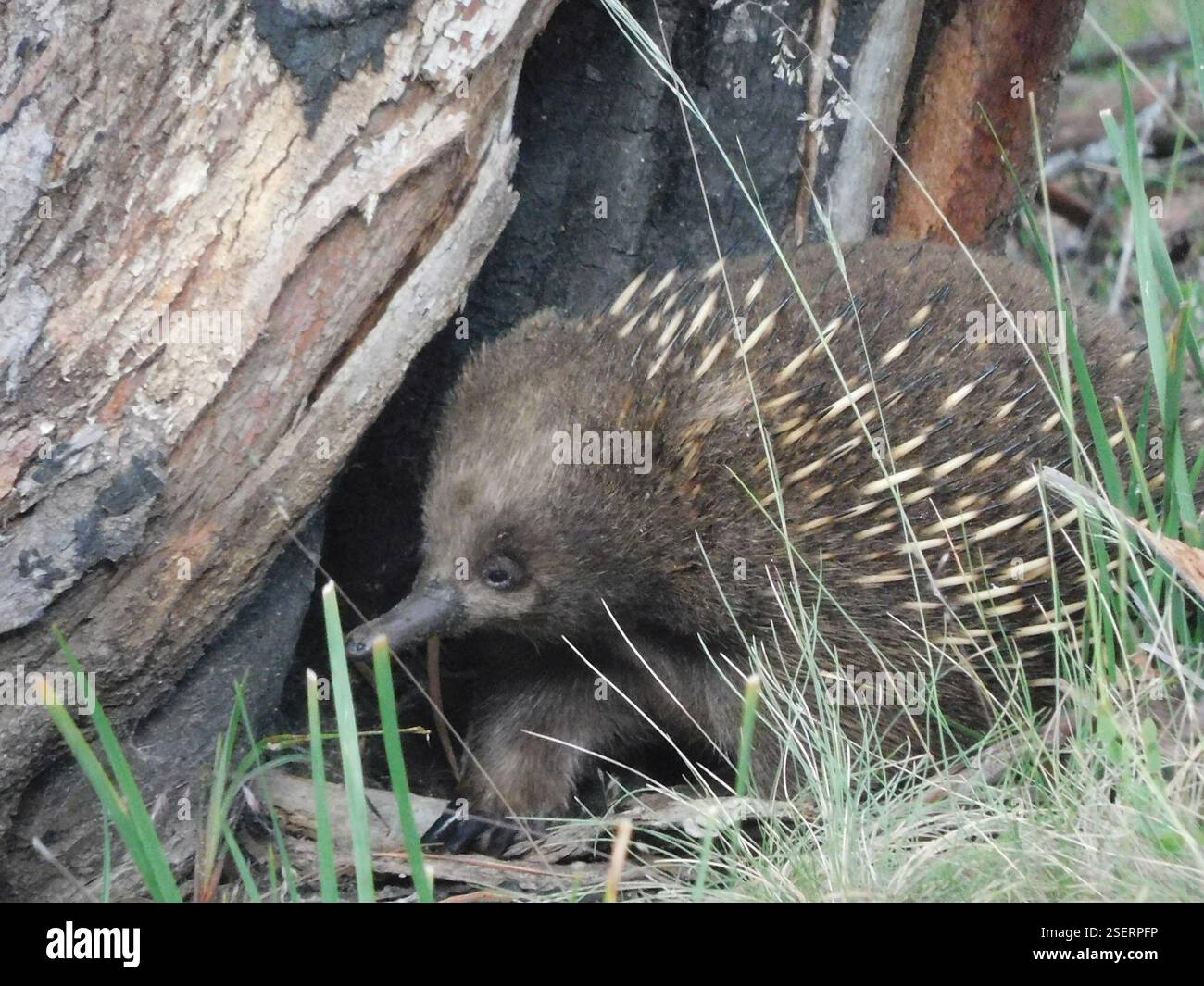 Tasmanian Echidna (Tachyglossus aculeatus setosus), Mammalia, Hobart ...