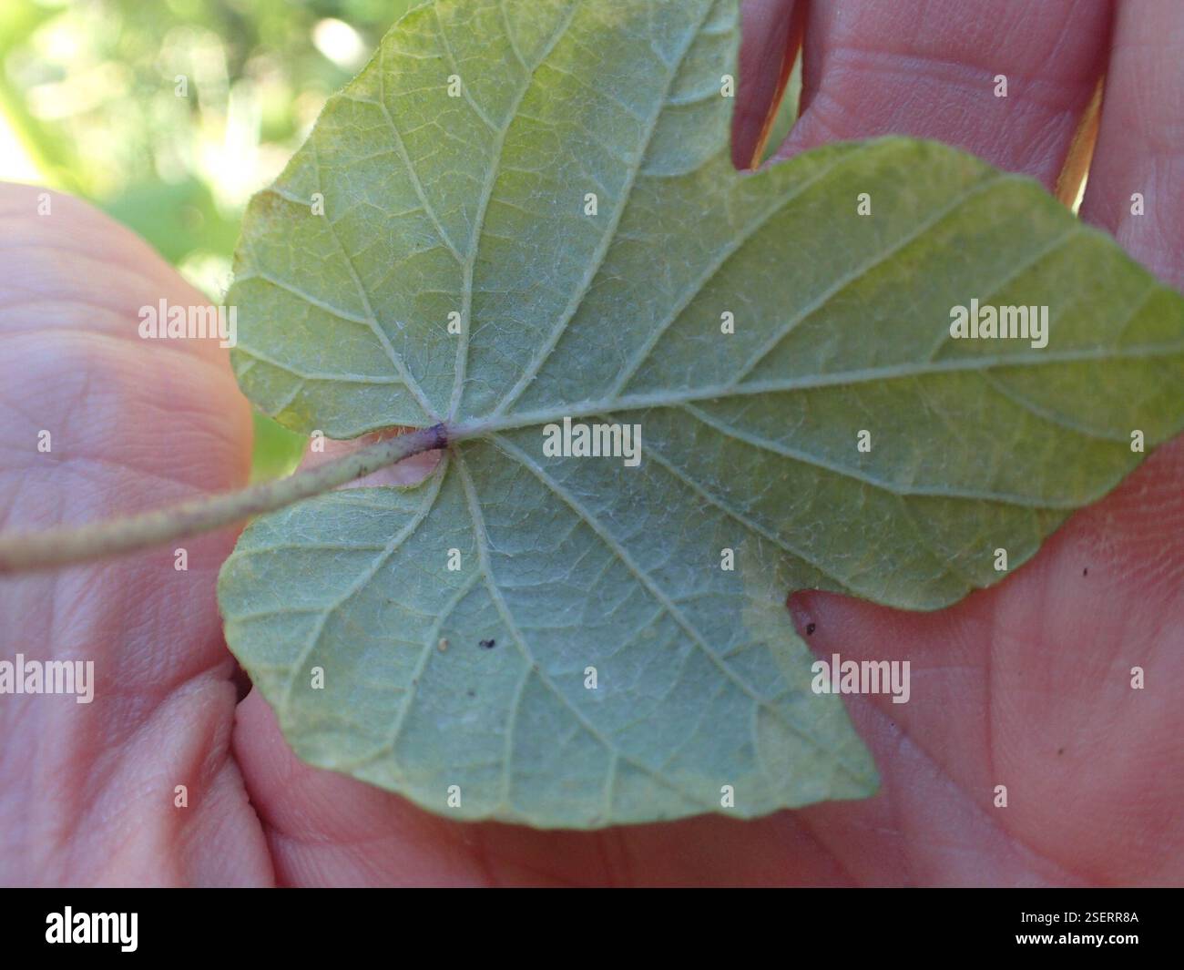 Fig-leaved morning glory (Ipomoea ficifolia), Plantae, uMgungundlovu ...