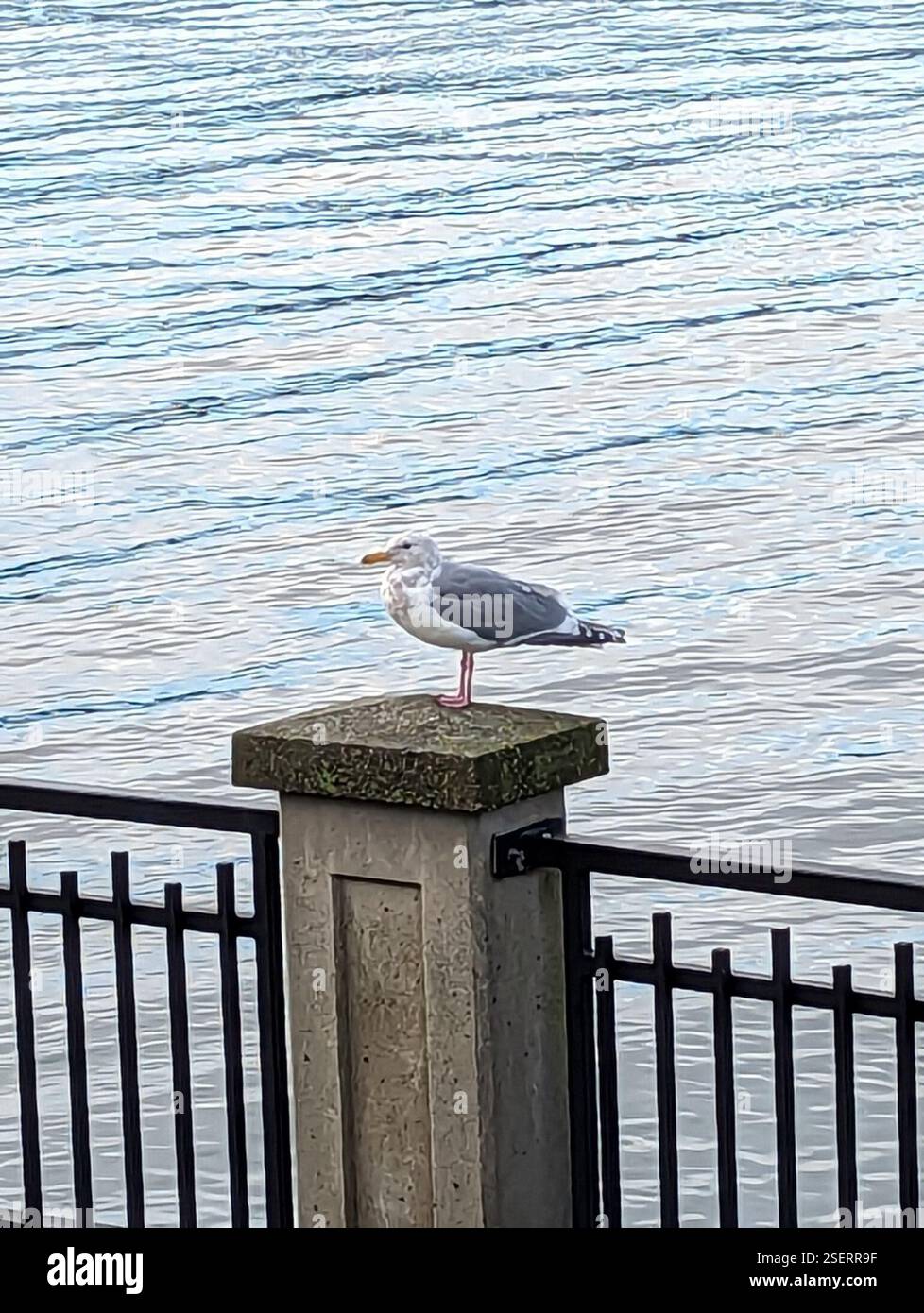 Olympic Gull (Larus glaucescens × occidentalis), Aves, Central ...