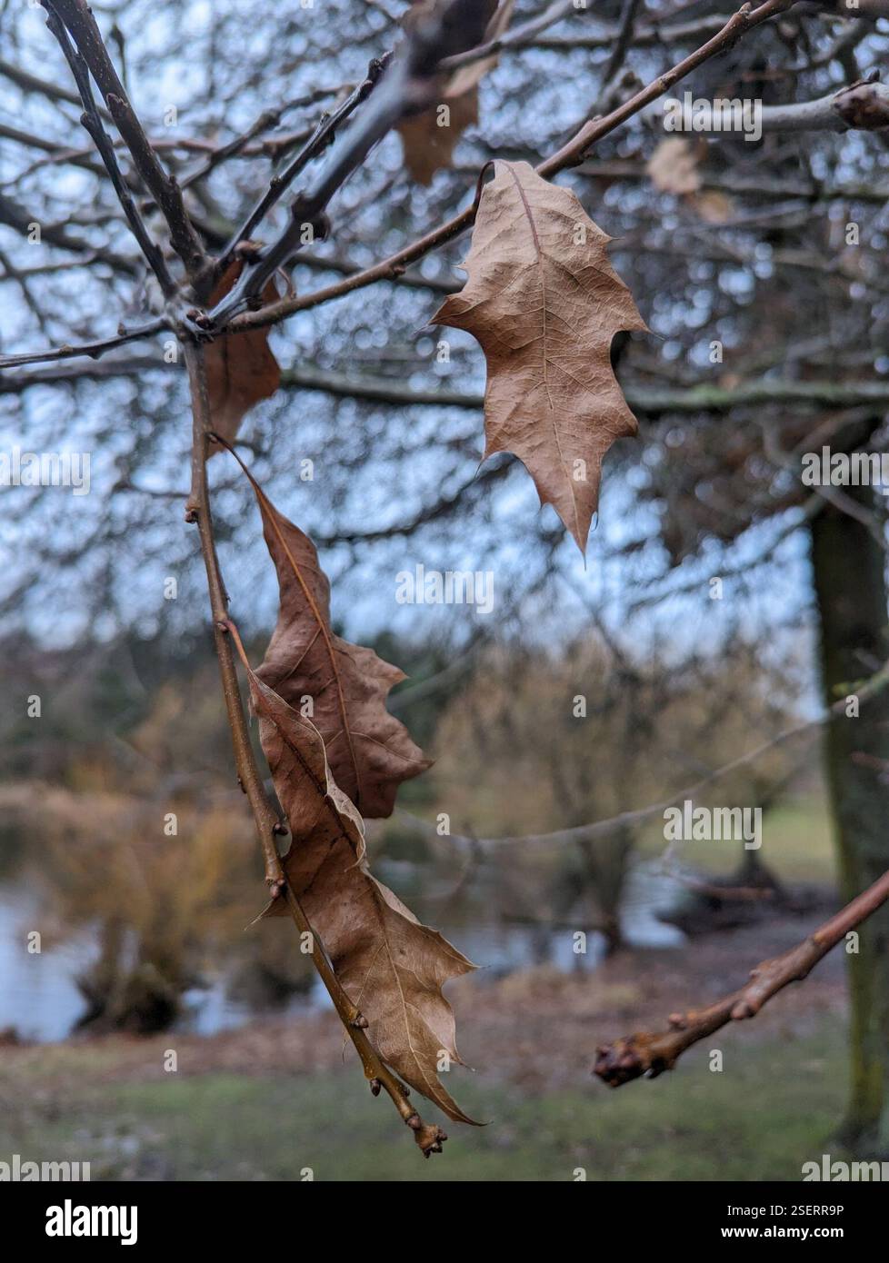 oaks (Quercus), Plantae, Vancouver, BC V6R 1B5, Canada Stock Photo - Alamy
