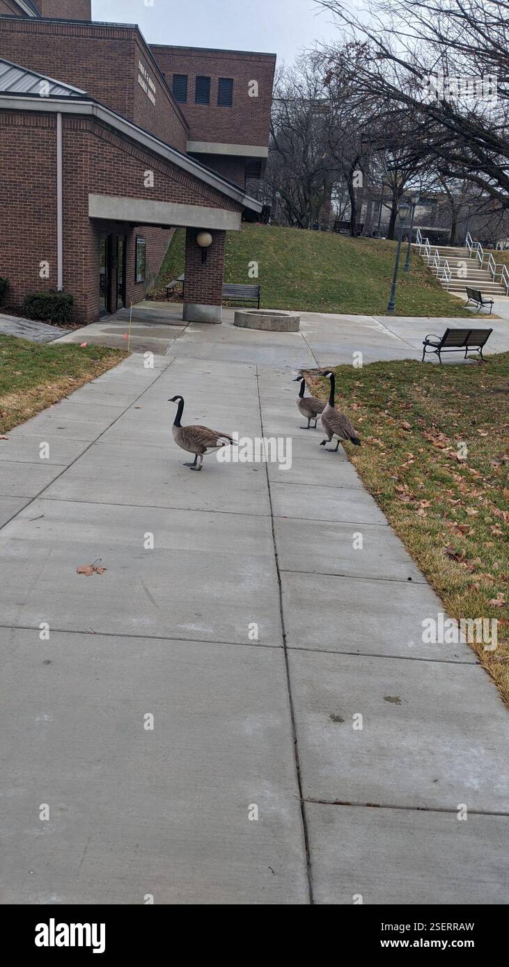 Canada Goose (Branta canadensis), Aves, Marquette, Milwaukee, WI 53233 ...