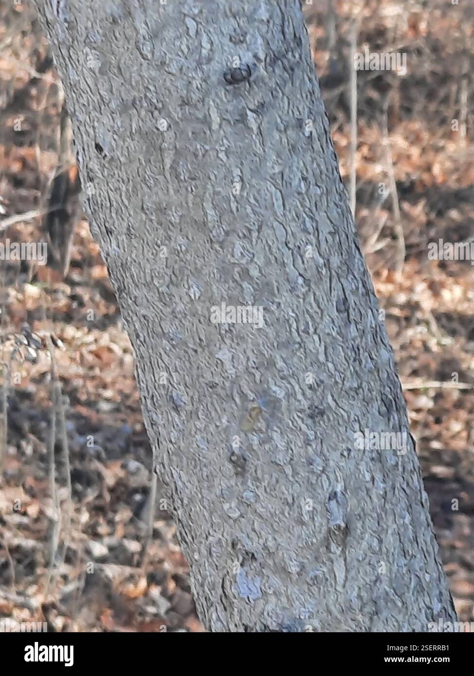 tree-of-heaven (Ailanthus altissima), Plantae, Poughkeepsie, NY, USA ...