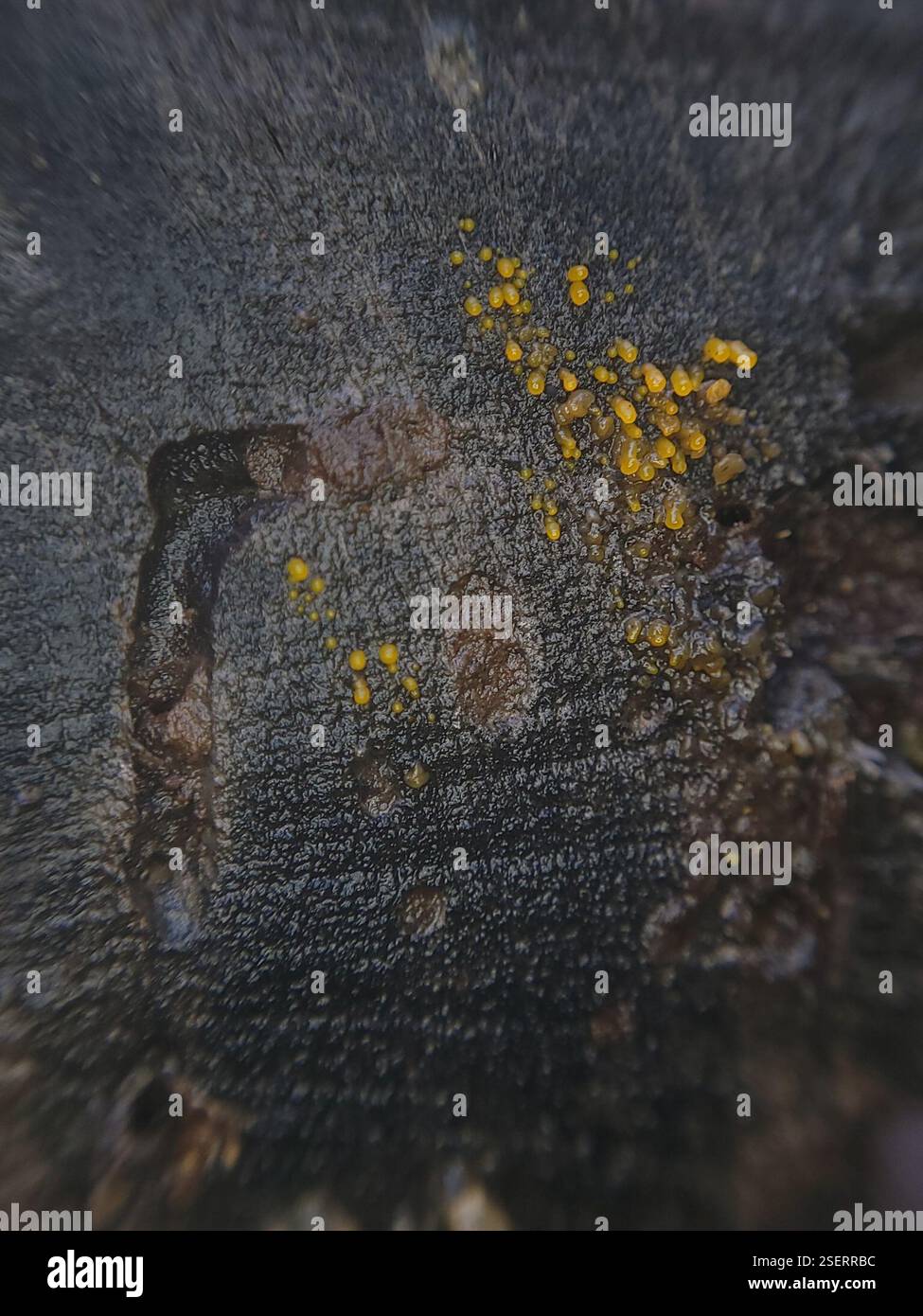 true slime molds (Myxomycetes), Protozoa, Rancho San Antonio County ...