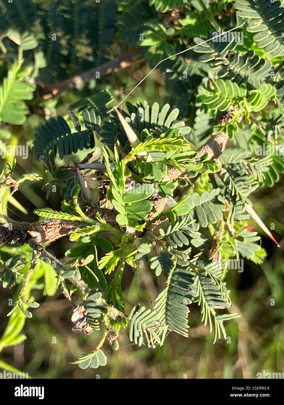 Sweet acacia (Vachellia farnesiana), Plantae, Saint Anthon, MS Stock ...