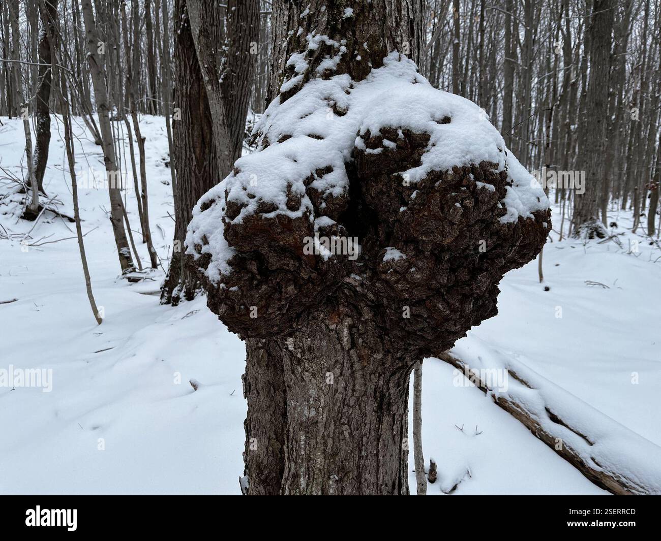 bacterial crown gall (Agrobacterium radiobacter), , Bruce Trail ...