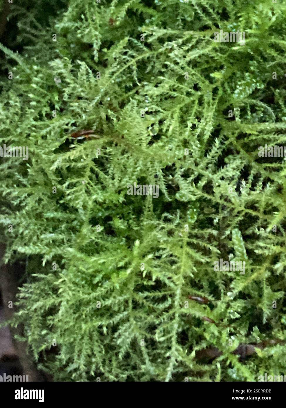 Common Feather-moss (Kindbergia praelonga), Plantae, Observatory Road ...