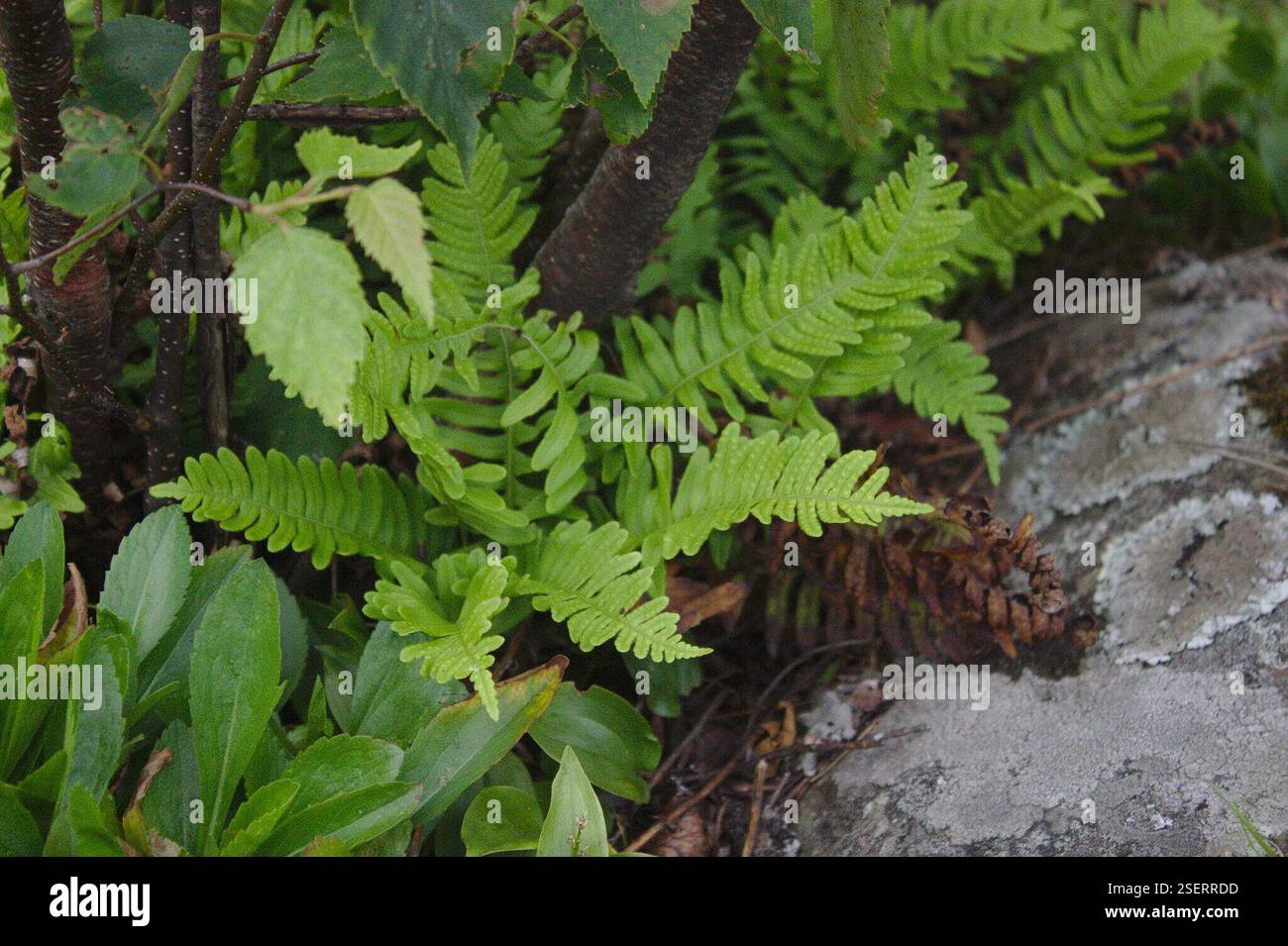 polypody ferns (Polypodium), Plantae, Orford, QC, Canada Stock Photo ...