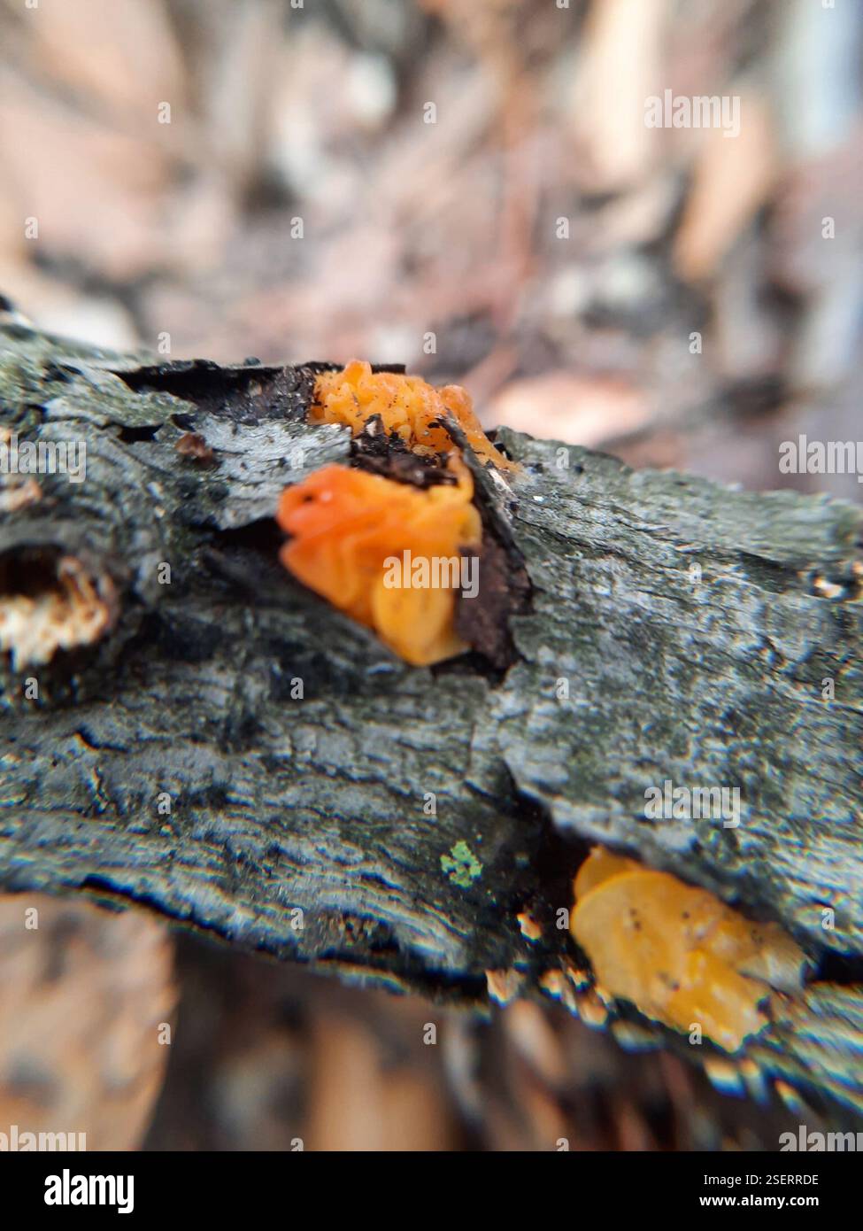 golden ear (Naematelia aurantia), Fungi, Alley Park, Queens, NY, USA ...