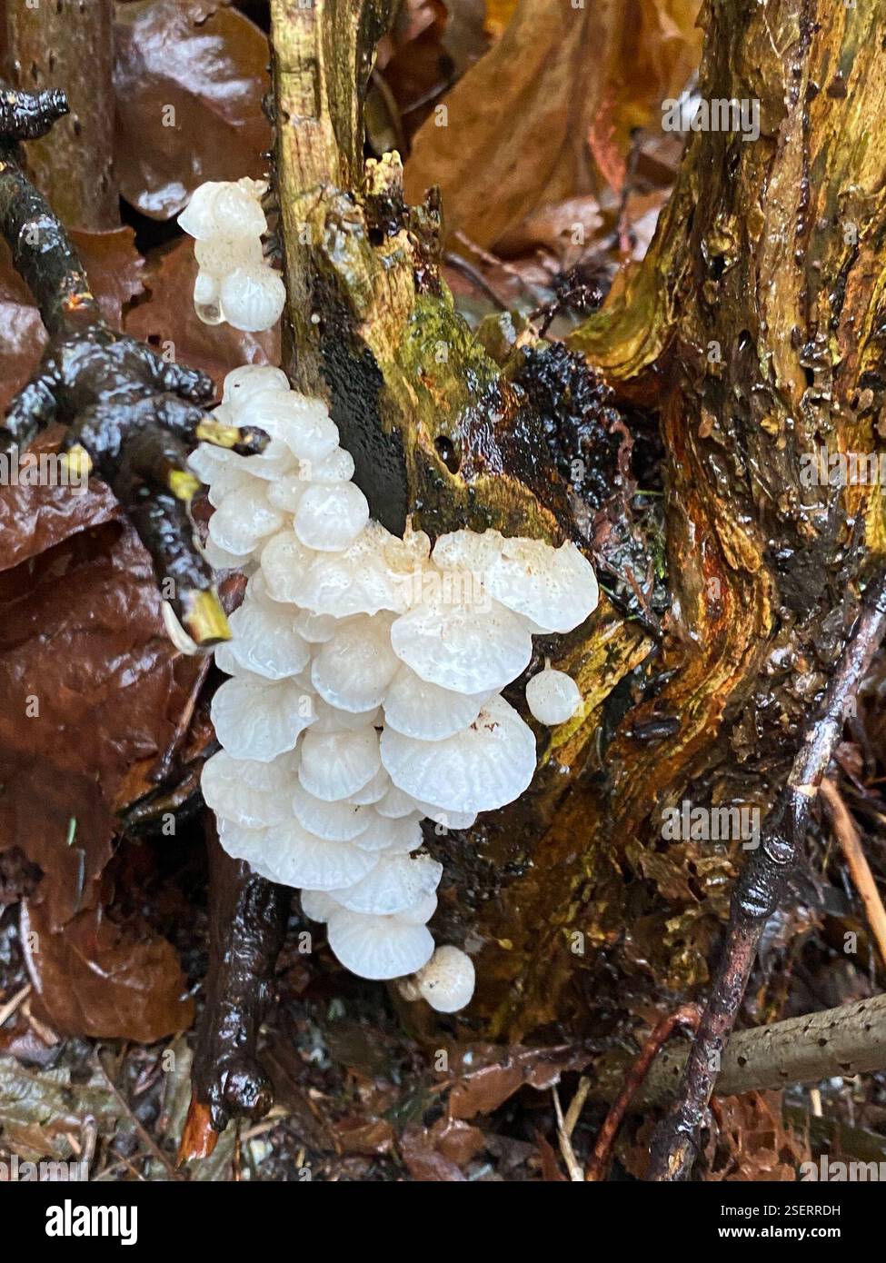 Fairy Parachutes (Marasmiellus candidus), Fungi, Lighthouse Park, West ...