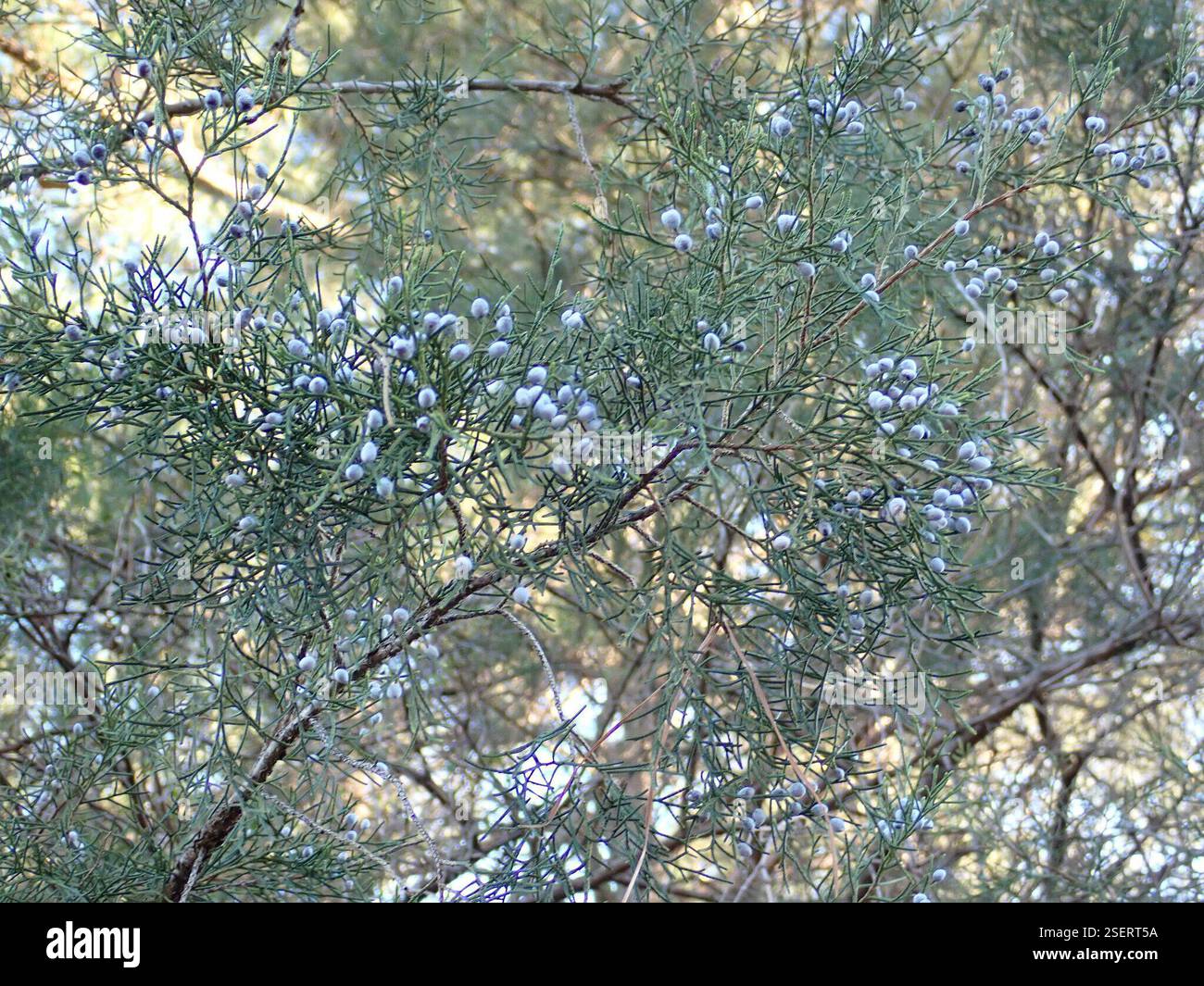 eastern redcedar (Juniperus virginiana), Plantae, North Carolina, US ...