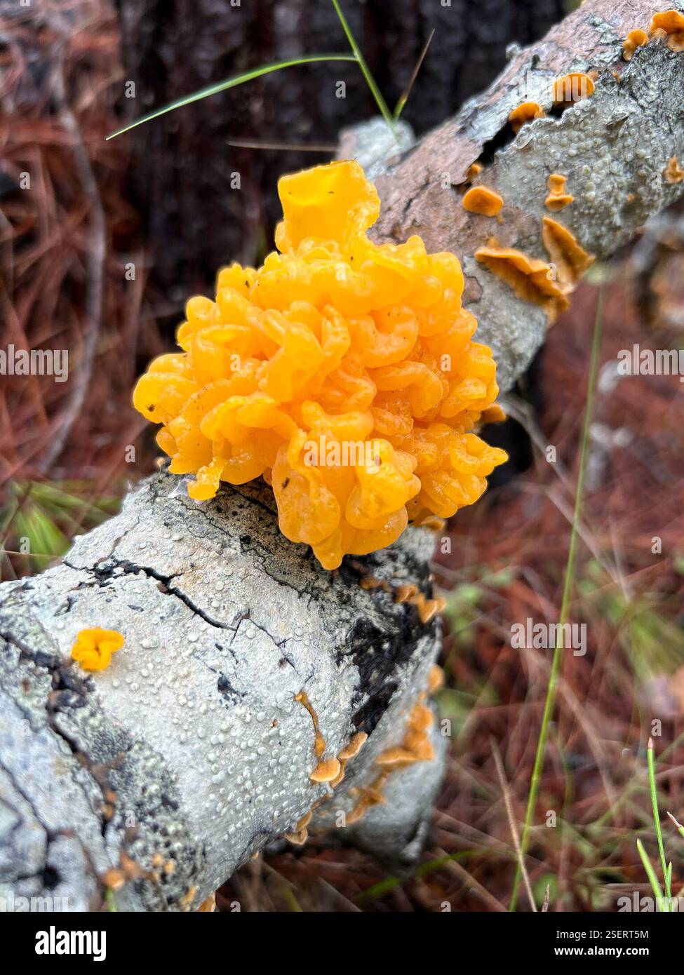 golden ear (Naematelia aurantia), Fungi, North Coast, Cambria, CA, US ...