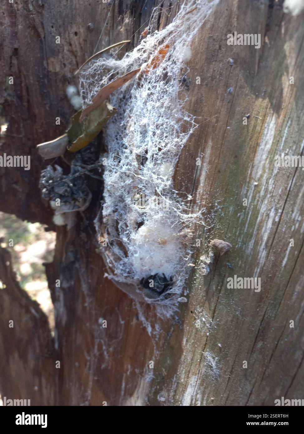 Tree Velvet Spiders (Gandanameno), Arachnida, Betty's Bay, 7141, South ...