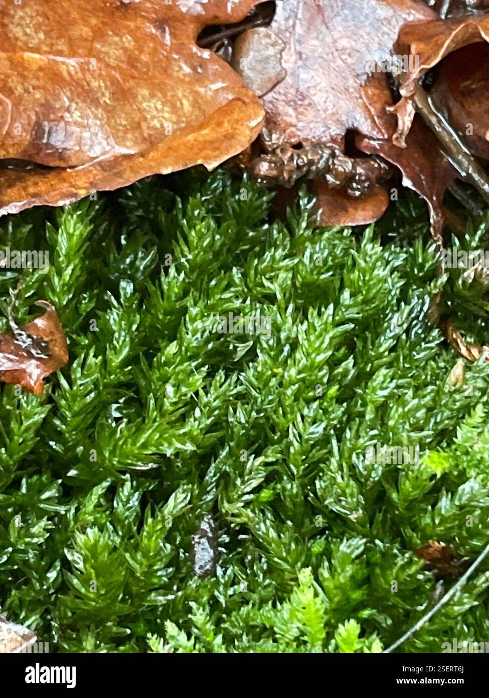 Horn Calcareous Moss (Mnium hornum), Plantae, Outer Area, Bergeijk ...