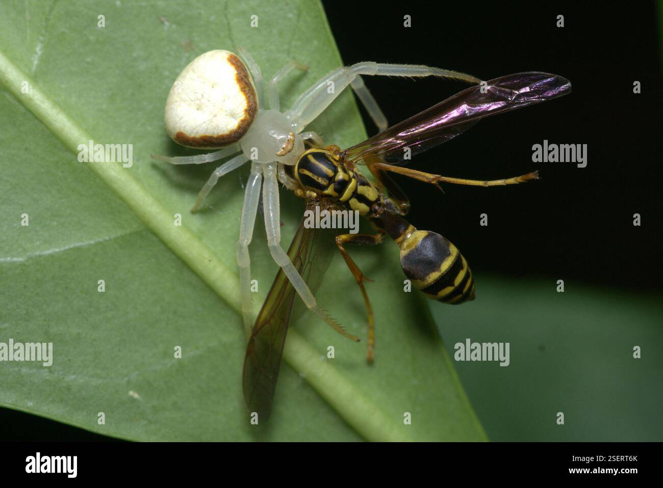 Misumenops callinurus hi-res stock photography and images - Alamy