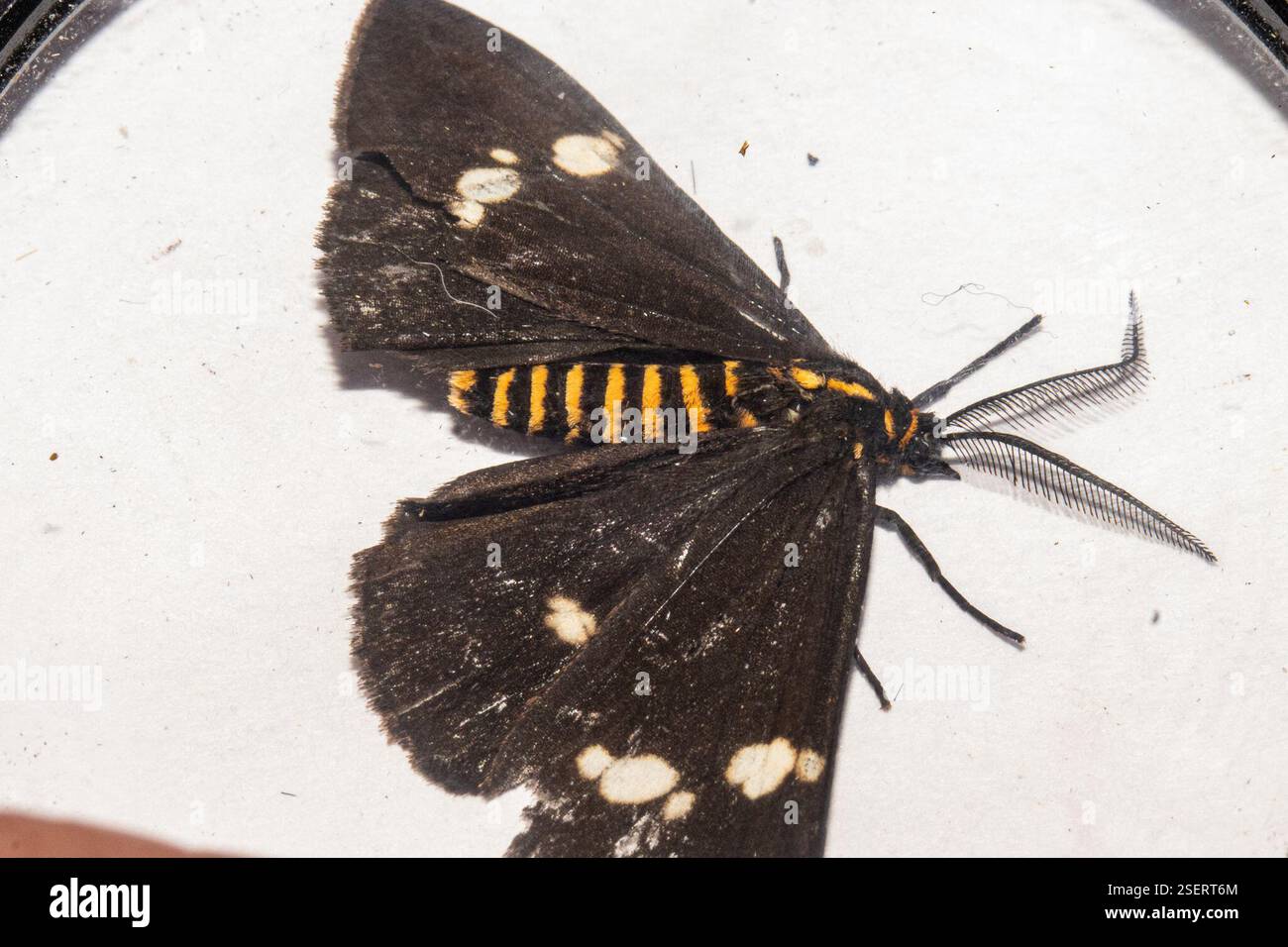 New Zealand Magpie Moth (Nyctemera annulata), Insecta, Southland ...