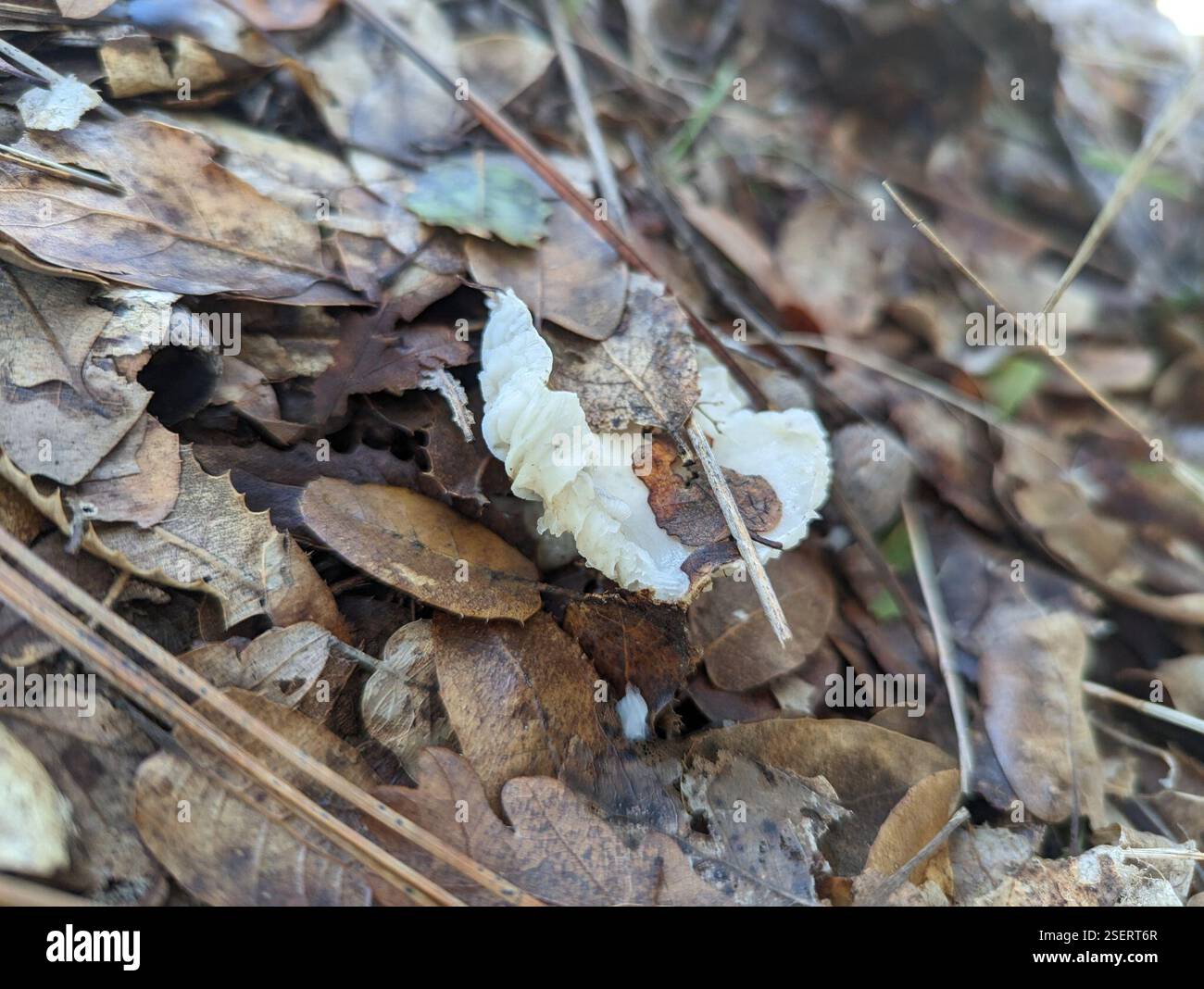 Calhoun's pinwheel (Marasmius calhouniae), Fungi, California, US Stock ...