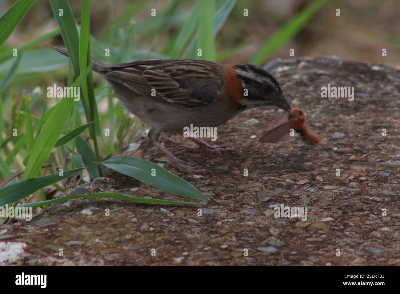 Rufous-collared Sparrow (Zonotrichia capensis), Aves, São Roque - SP ...