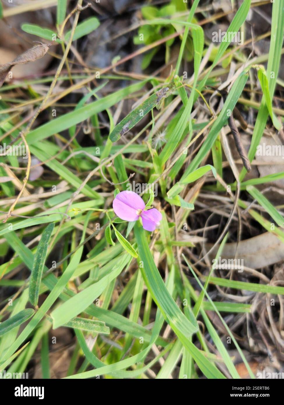 Rusty tick-trefoil (Desmodium rhytidophyllum), Plantae, Bouldercombe ...