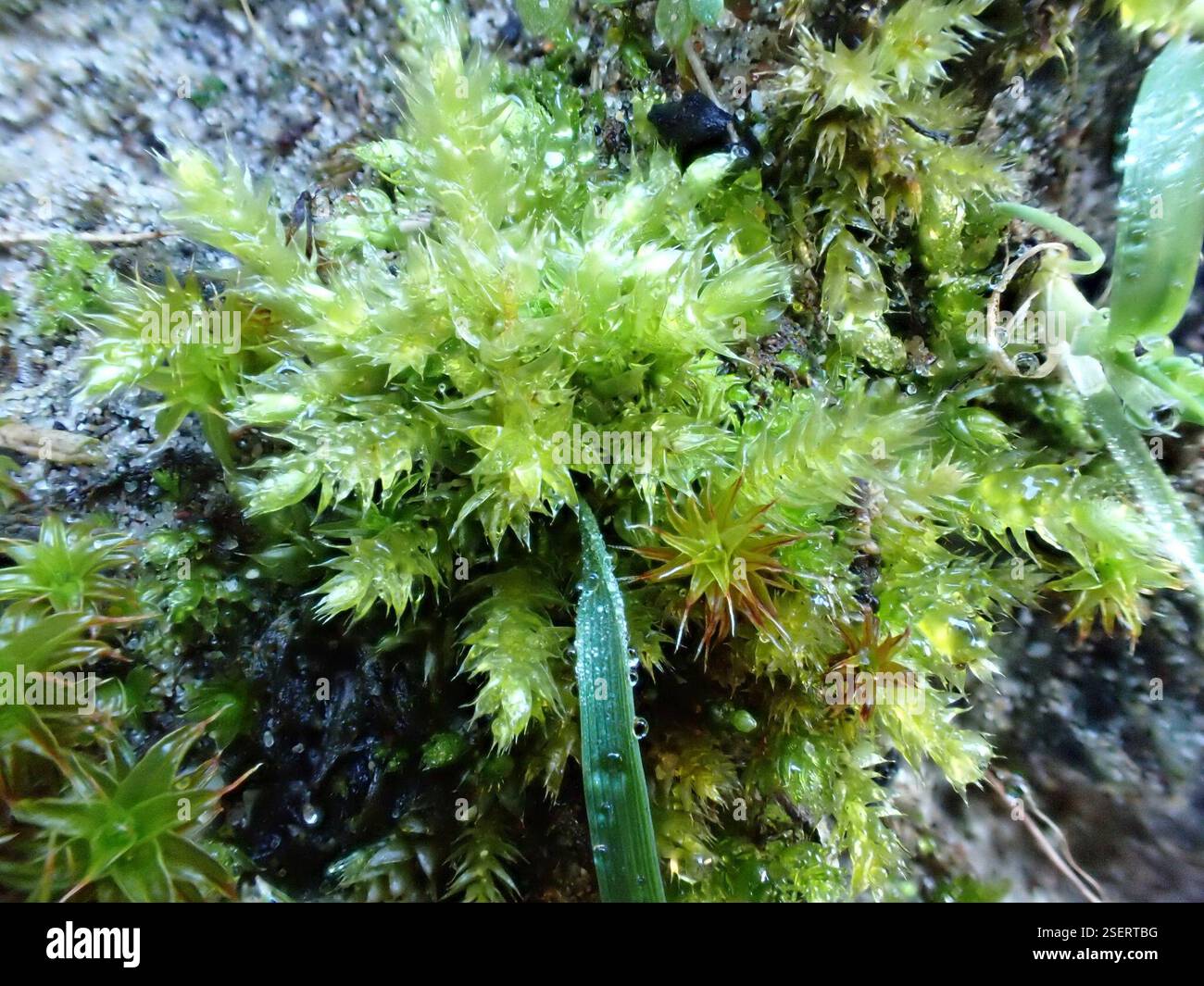 Rough-stalked Feather-moss (Brachythecium rutabulum), Plantae ...