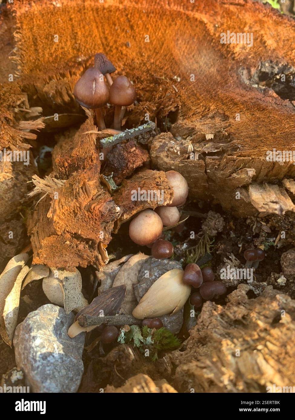 Bleeding Fairy Helmet (Mycena haematopus), Fungi, Hidden Falls Regional ...