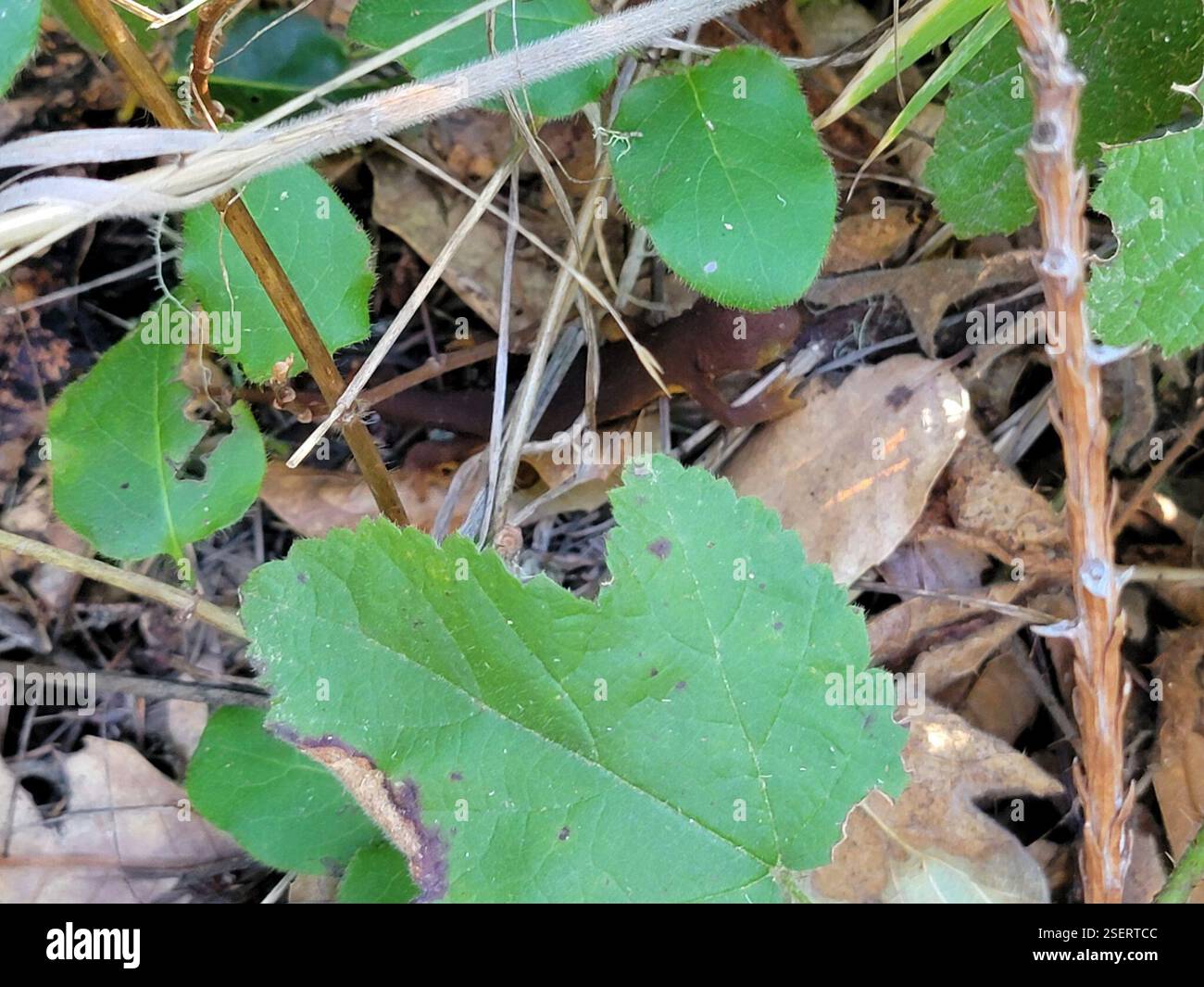 California Newt (Taricha torosa), Amphibia, Portola Redwoods State Park ...