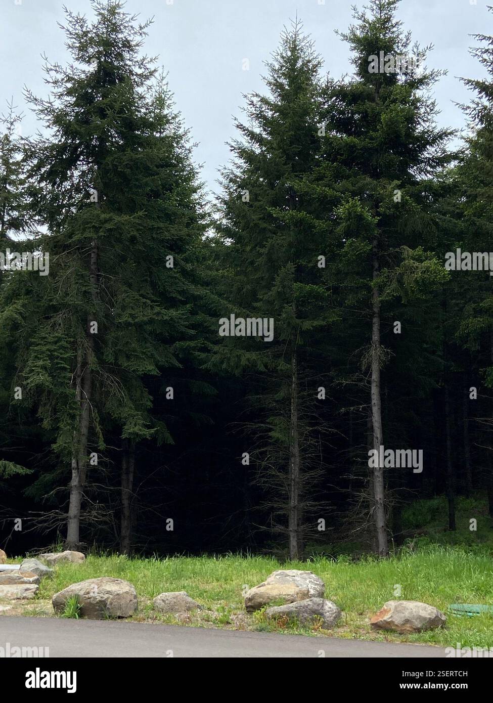 pines, spruces, larches, and allies (Pinoideae), Plantae, Oregon, US ...