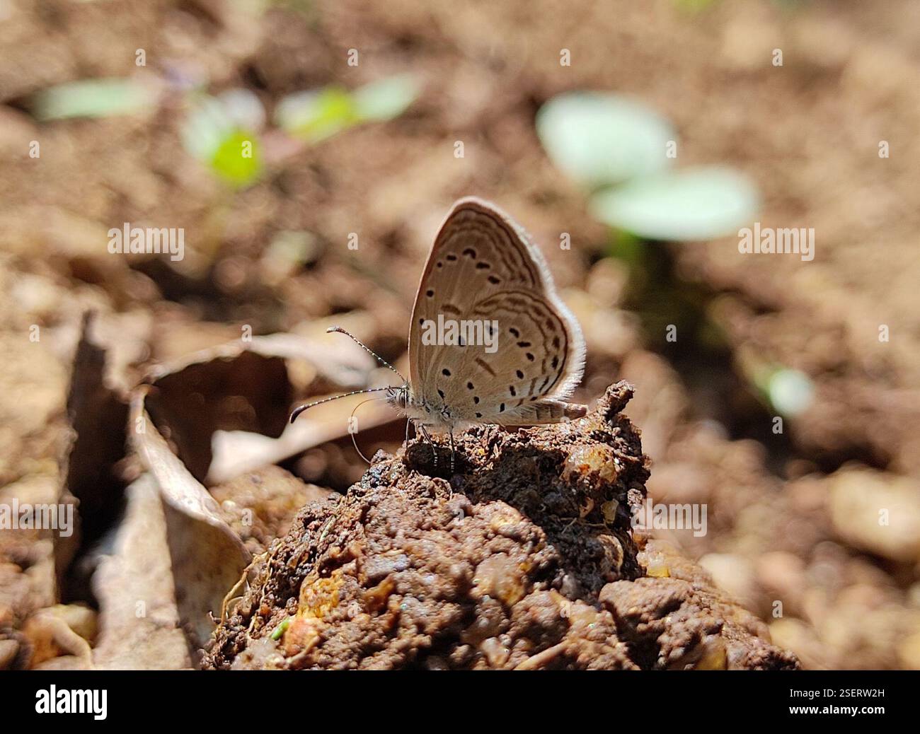 Tiny Grass Blue (Zizula hylax), Insecta, 8RC5+RPH, Kumplampoika, Kerala 689661, India Stock ...