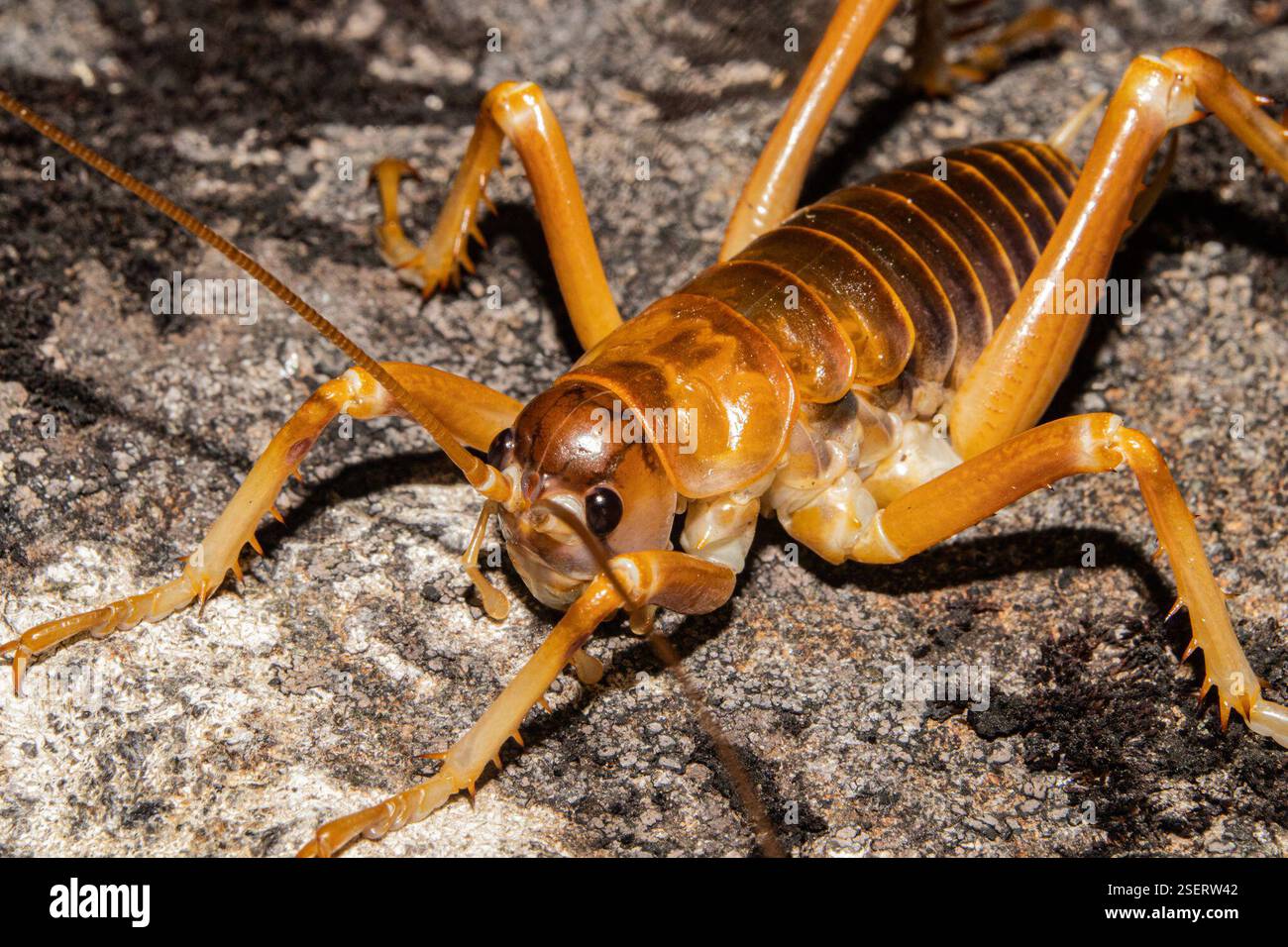 Mt Cook Giant Weta (Deinacrida pluvialis), Insecta, Southland District ...