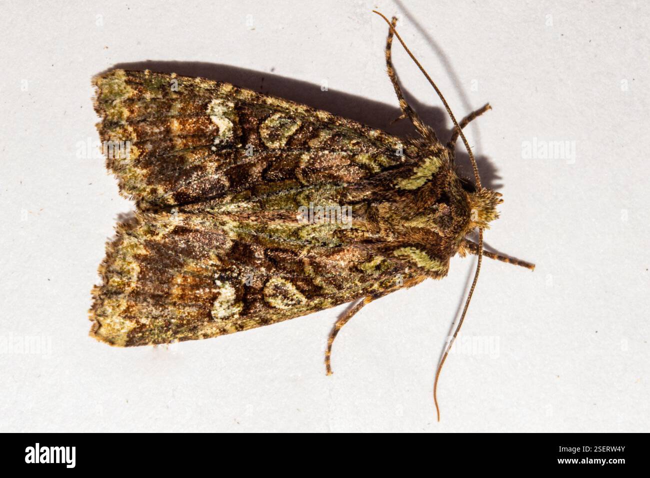 (Meterana praesignis), Insecta, Southland District, Southland, New ...