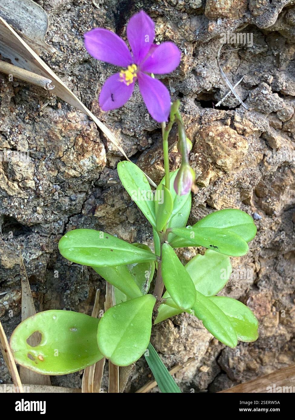 Philippine spinach (Talinum fruticosum), Plantae, Saint Peter, MS Stock ...