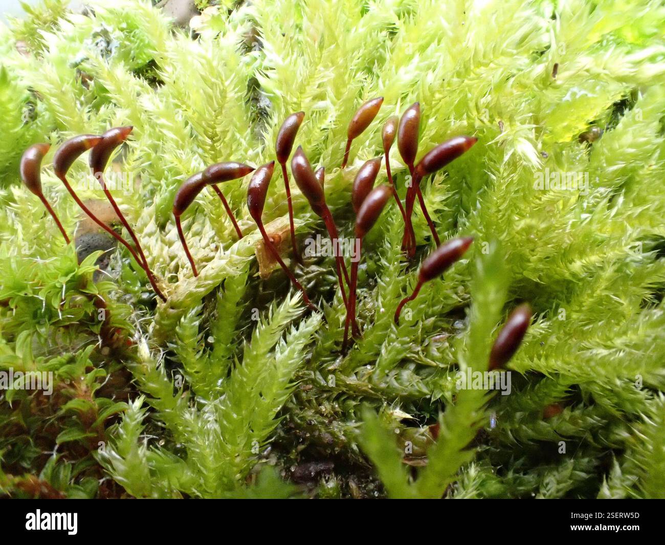 Rough-stalked Feather-moss (Brachythecium rutabulum), Plantae, Kampina ...