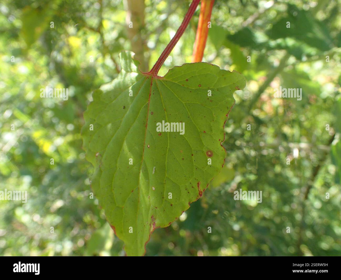 Climbing dock (Rumex sagittatus), Plantae, uMgungundlovu District ...