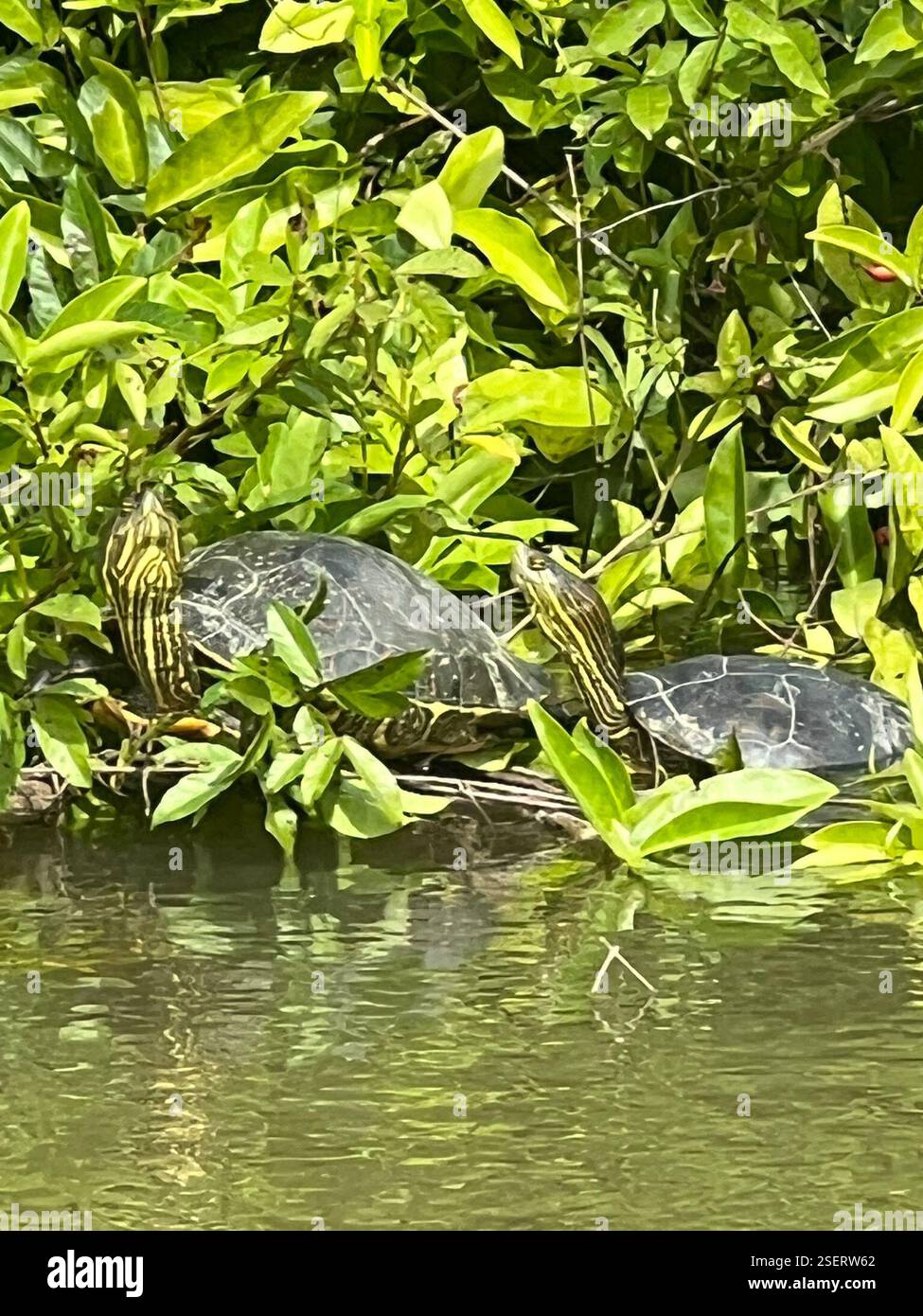 Mesoamerican Slider (Trachemys venusta), Reptilia, Toledo, BZ Stock ...
