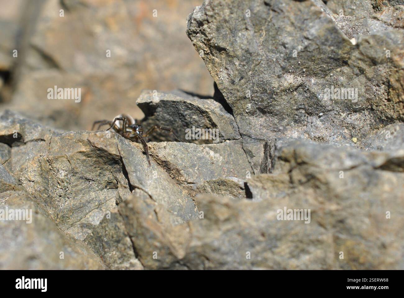 Pirate Otter Spider (Pirata piraticus), Arachnida, Deadmans Harbour ...