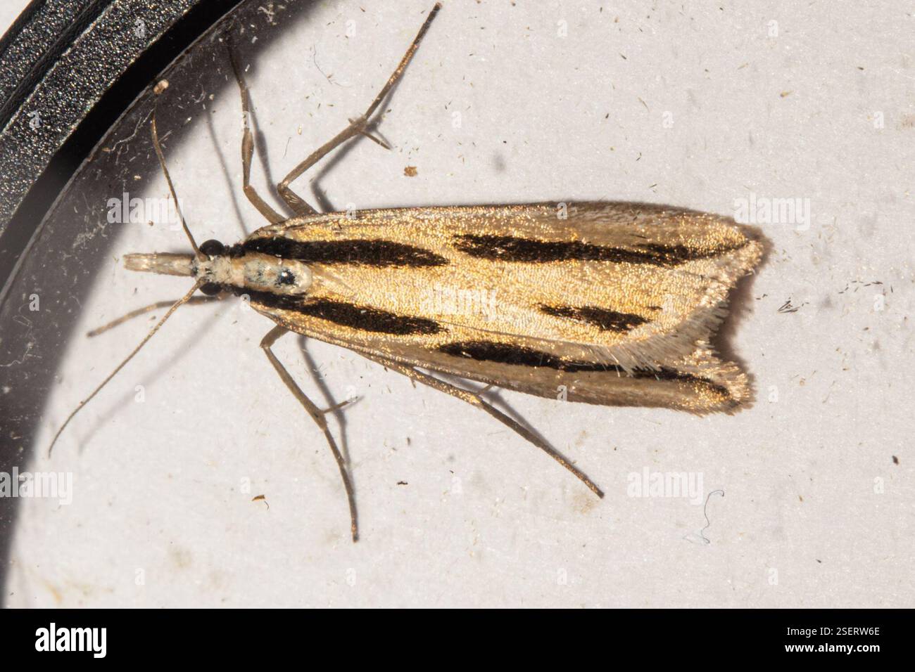 Mountain Scoparia (Eudonia trivirgata), Insecta, Southland District ...
