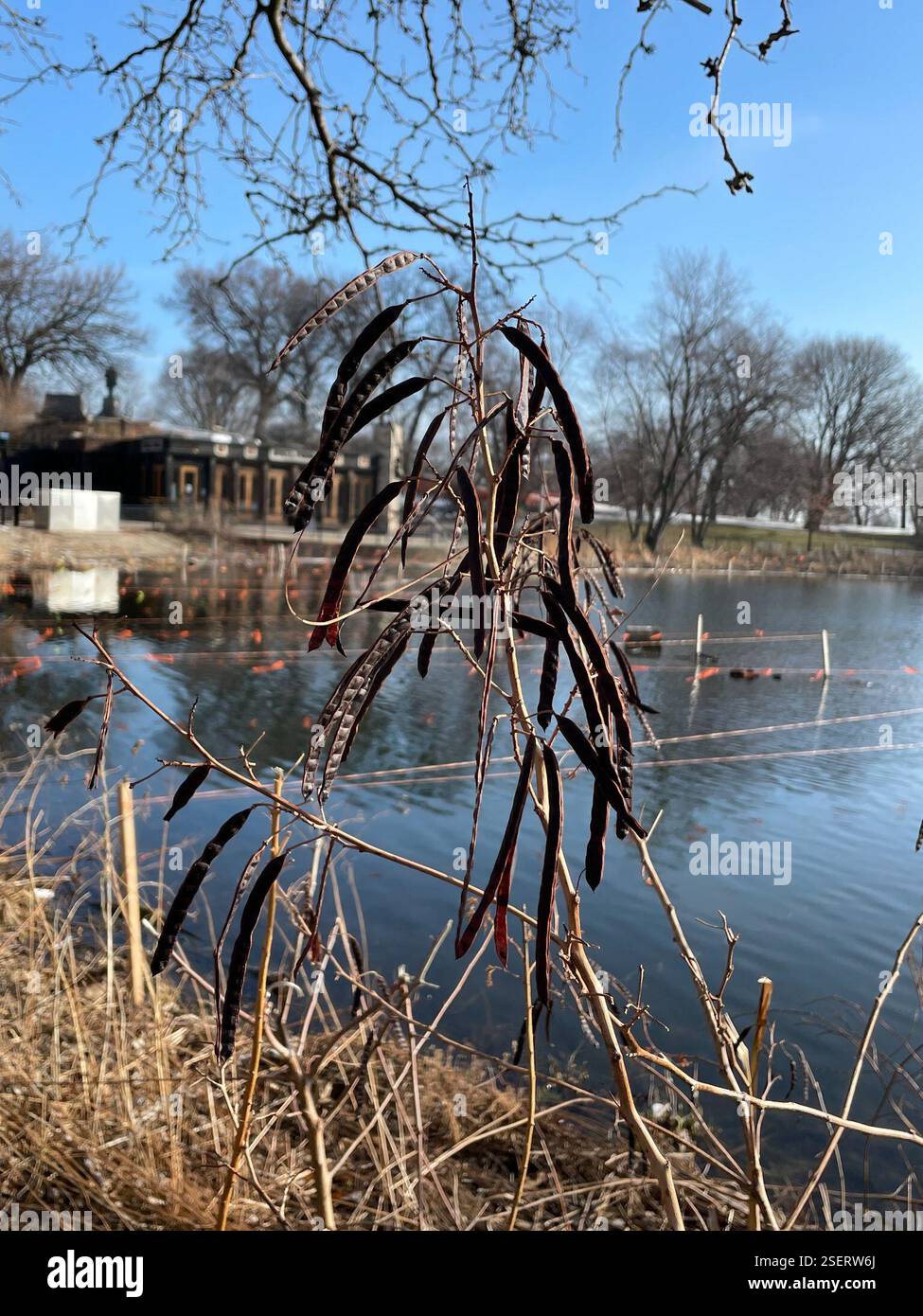 American senna (Senna hebecarpa), Plantae, Lincoln Park, Chicago, IL ...