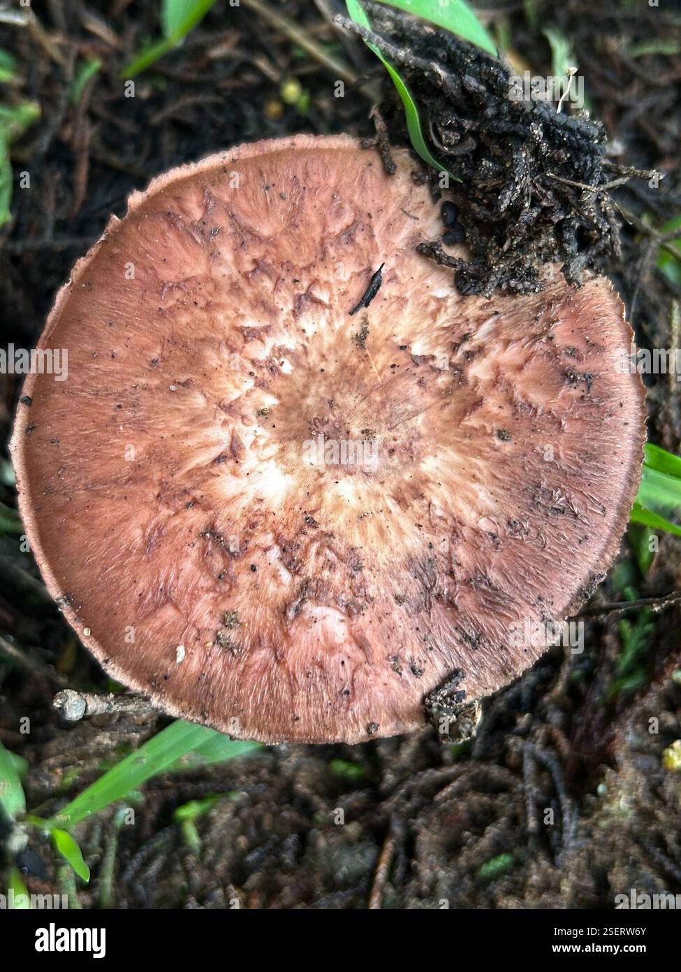 field and button mushrooms (Agaricus), Fungi, Los Osos Middle School ...