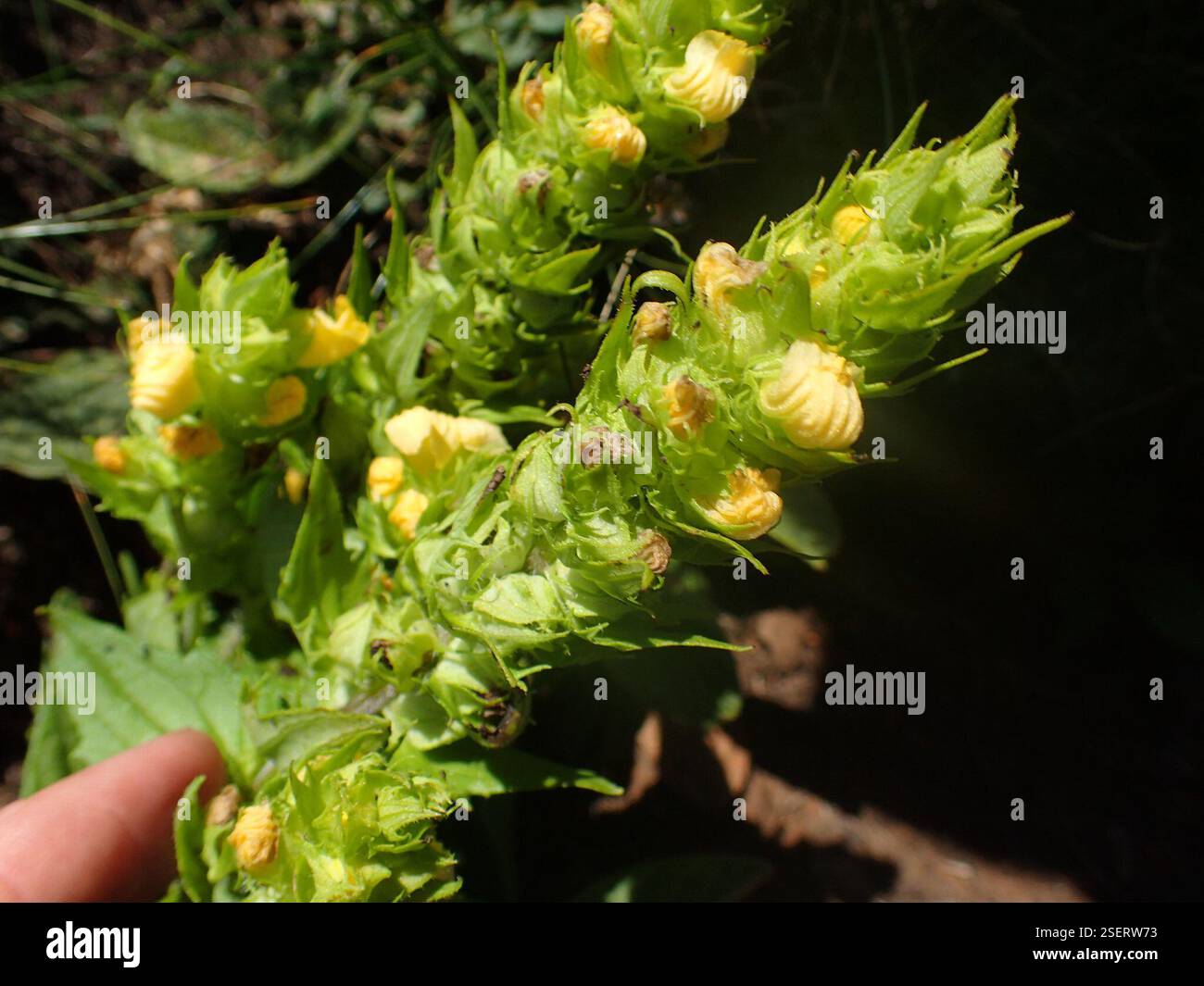Yellow Paintflower (Alectra sessiliflora), Plantae, uMgungundlovu ...