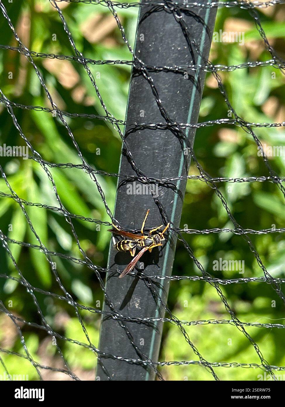Asian Paper Wasp (Polistes chinensis), Insecta, Canterbury, NZ, There ...