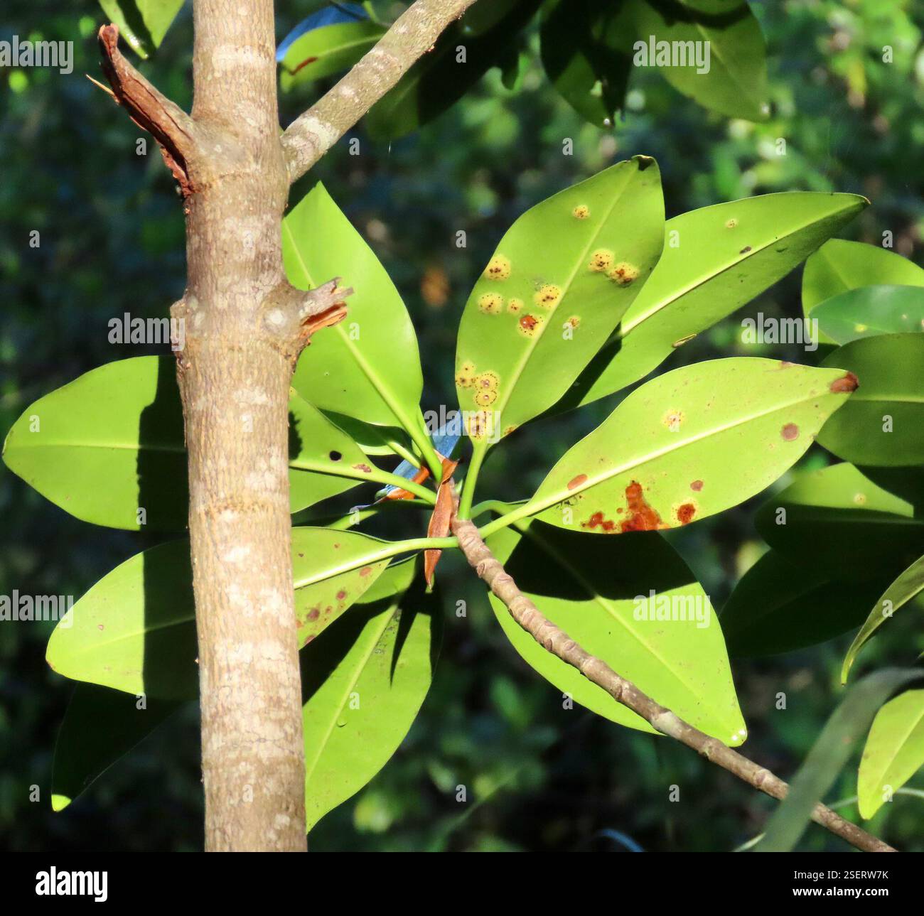 Sea Grape Gall Midge (Ctenodactylomyia watsoni), Insecta, Ciénaga de ...