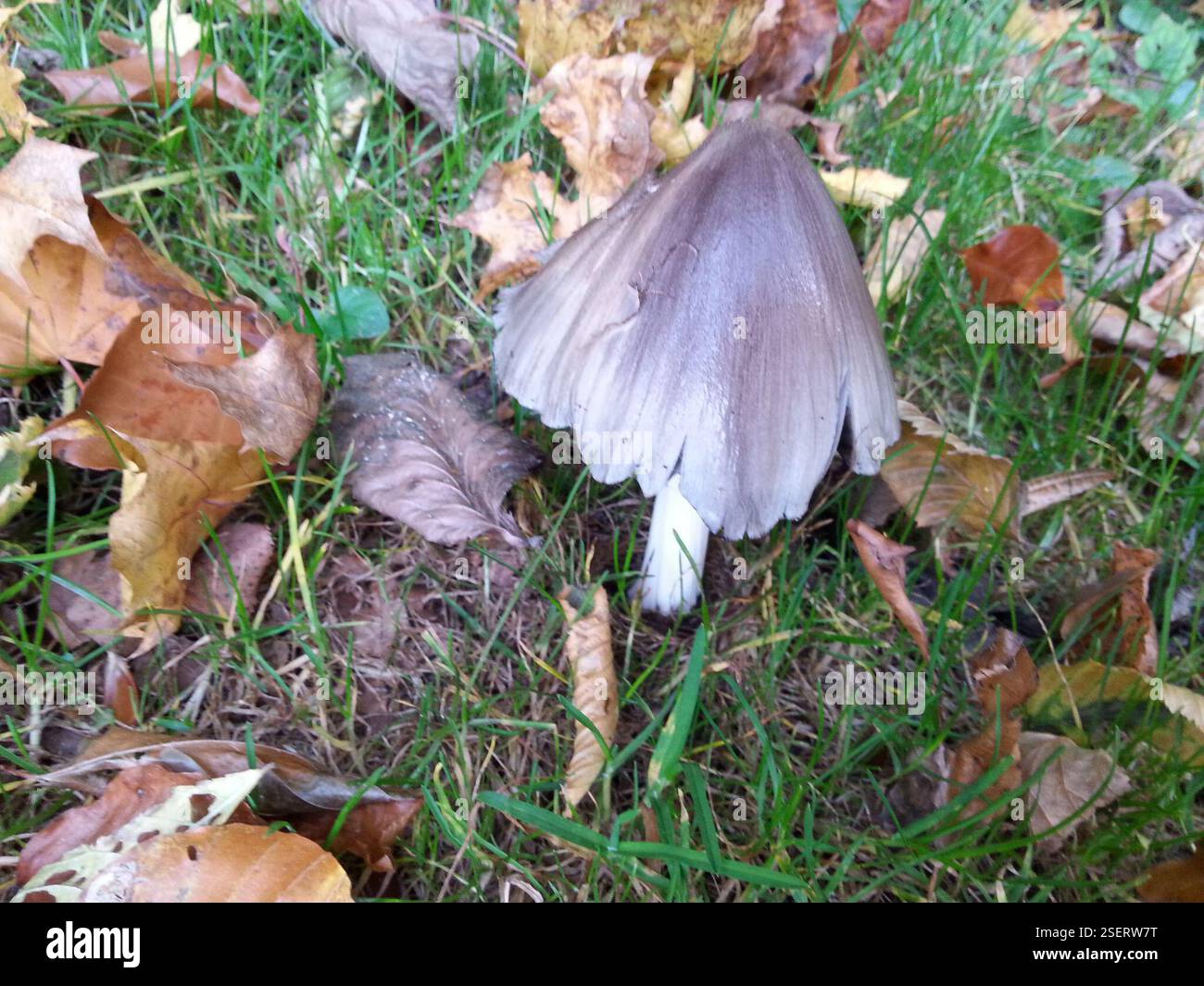 Common Ink Cap (Coprinopsis atramentaria), Fungi, Powiat elbląski ...