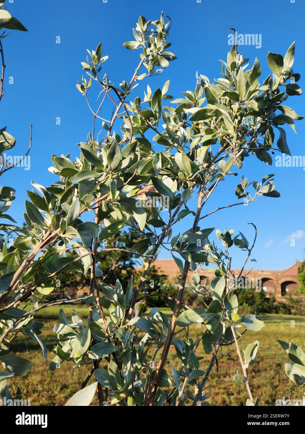 Silver Buttonwood (Conocarpus erectus sericeus), Plantae, Dry Tortugas ...