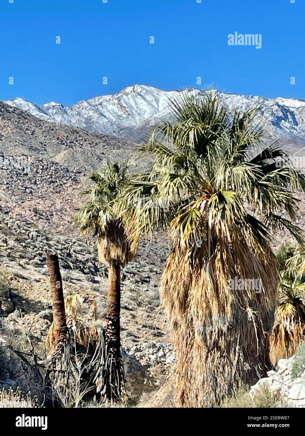 California fan palm (Washingtonia filifera), Plantae, Santa Rosa and ...