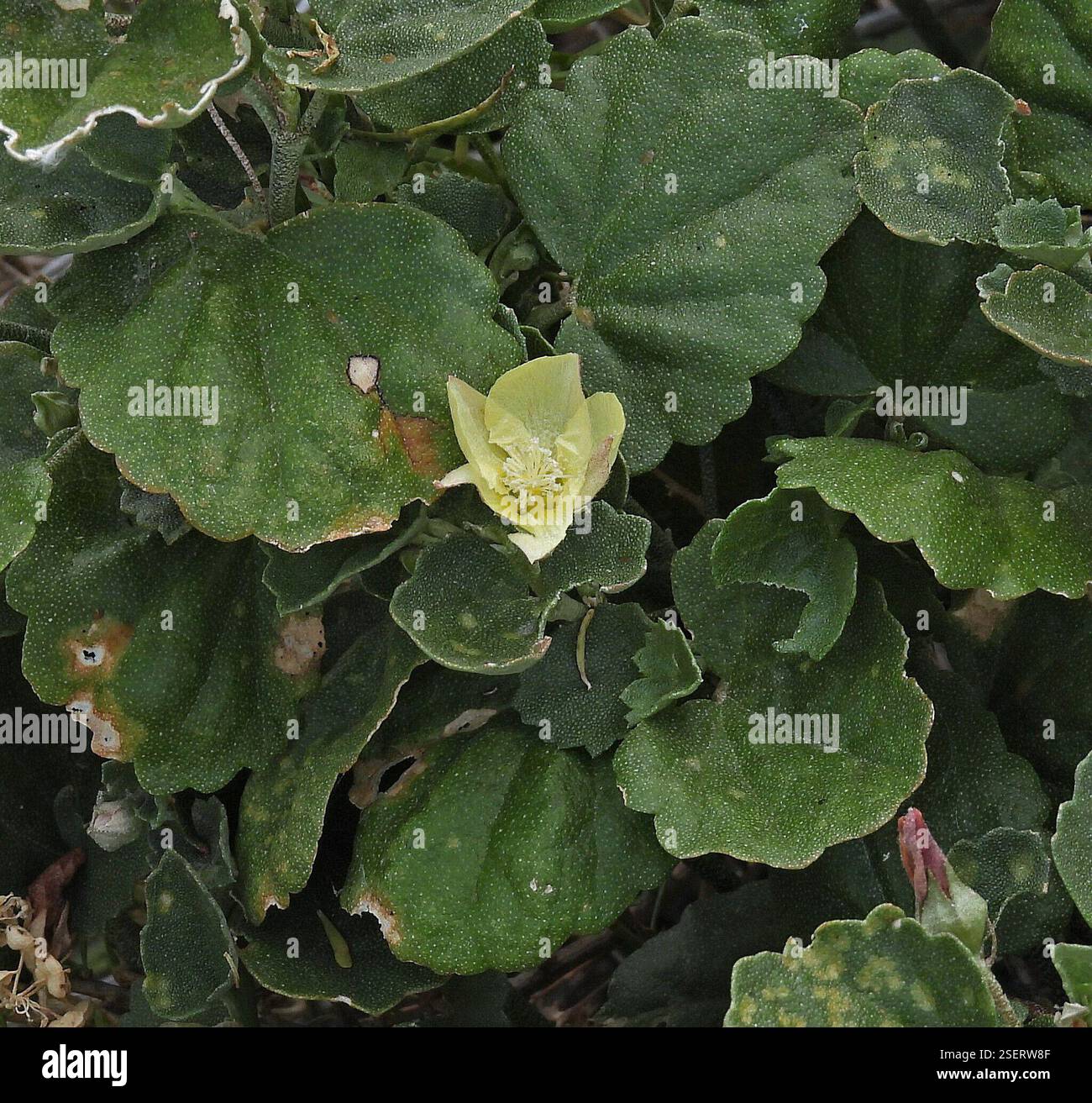 alkali mallow (Malvella leprosa), Plantae, Rawson, Chubut, Argentina ...