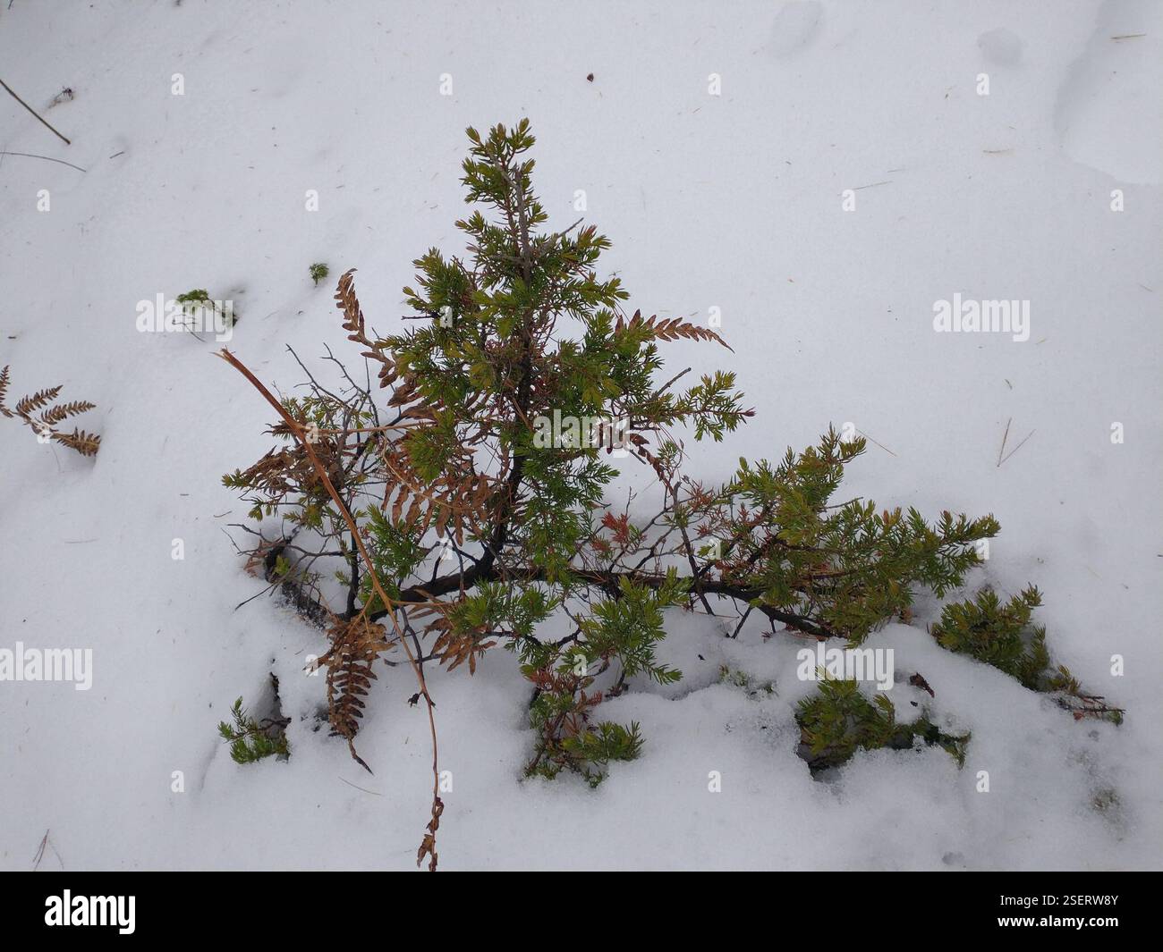common juniper (Juniperus communis), Plantae, 14447 State Highway M26 ...