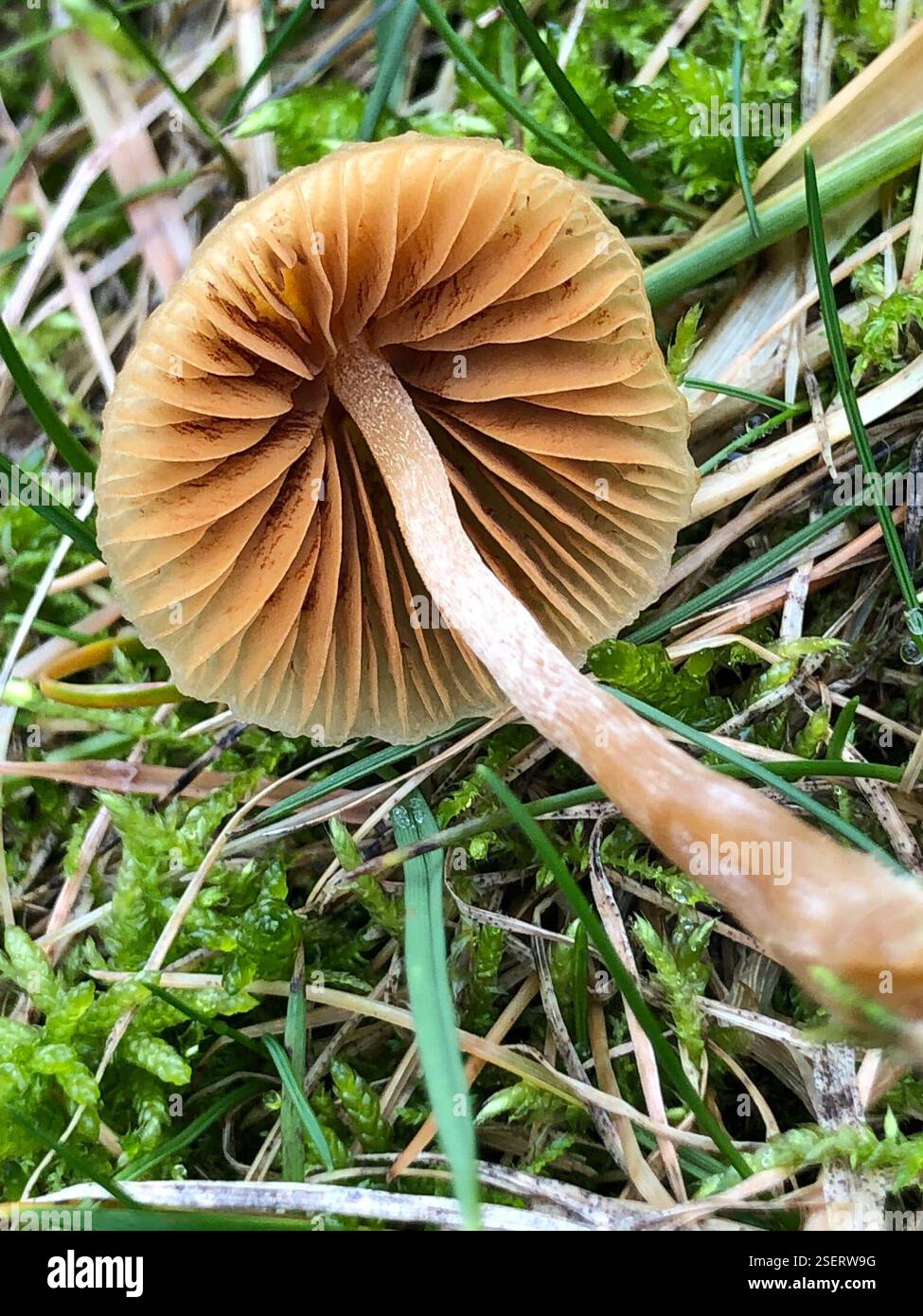 common conecap (Conocybe tenera), Fungi, Simon Fraser University ...